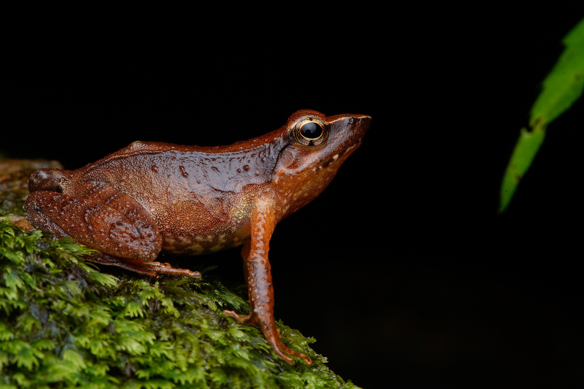 Are The Dancing Frogs Of The Western Ghats On Their Last Legs? | Nature ...