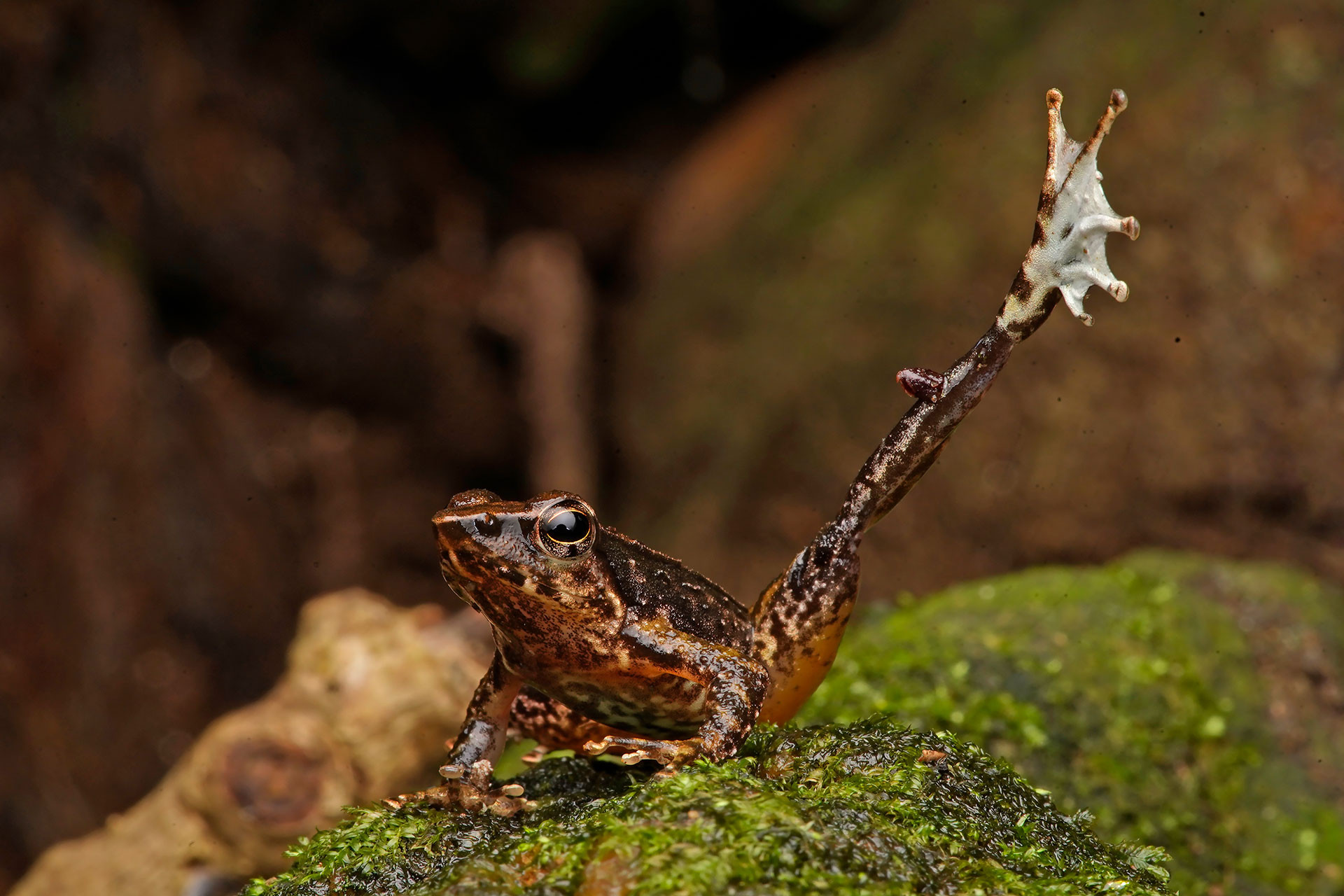 Are The Dancing Frogs Of The Western Ghats On Their Last Legs? | Nature ...