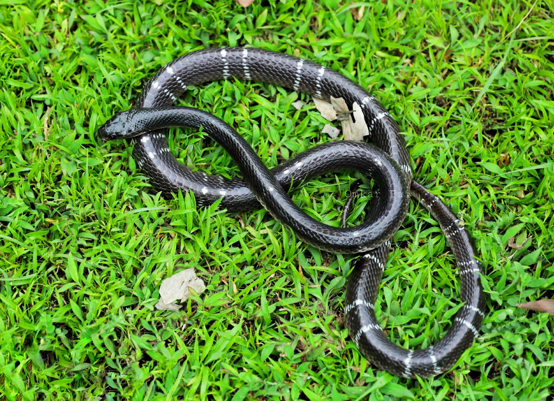 Why Is India The Snakebite Capital Of The World? | Nature inFocus