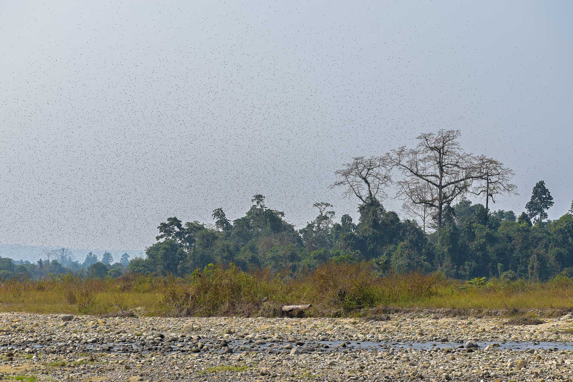 Wandering The Lost World Of Pakke | Nature inFocus