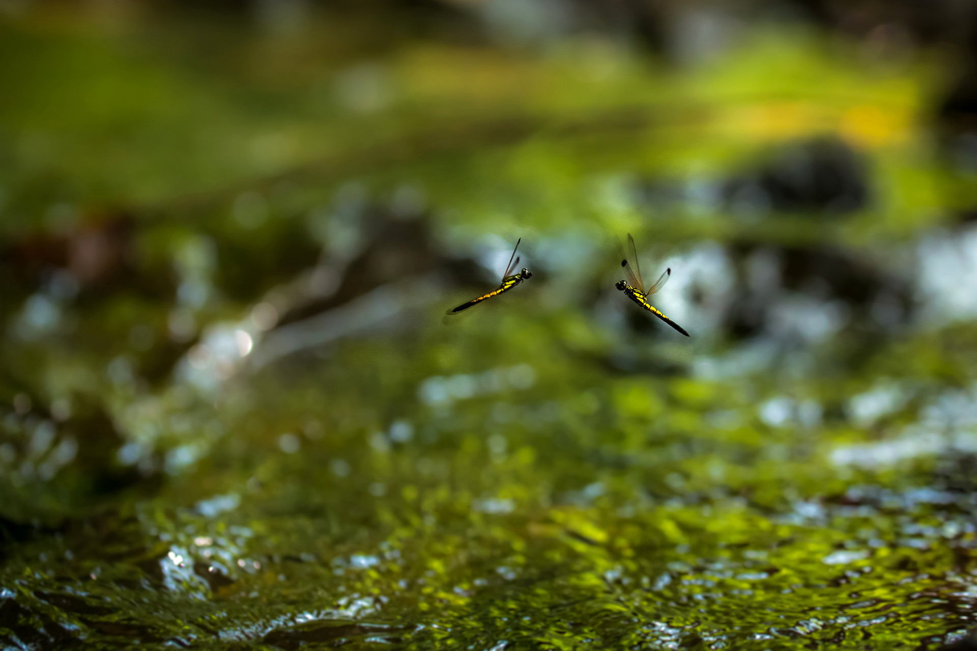 Top 20 Hive Photographs Of 2020 | Nature inFocus