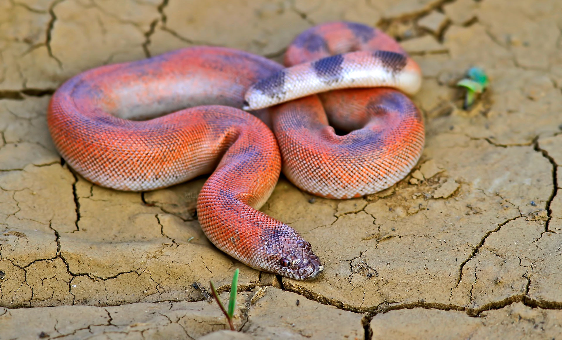 Iconic Species From Every State & Union Territory Of India | Nature inFocus