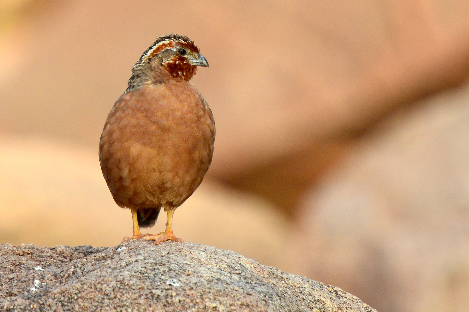 The Last Stronghold Of The Lesser Florican | Nature inFocus
