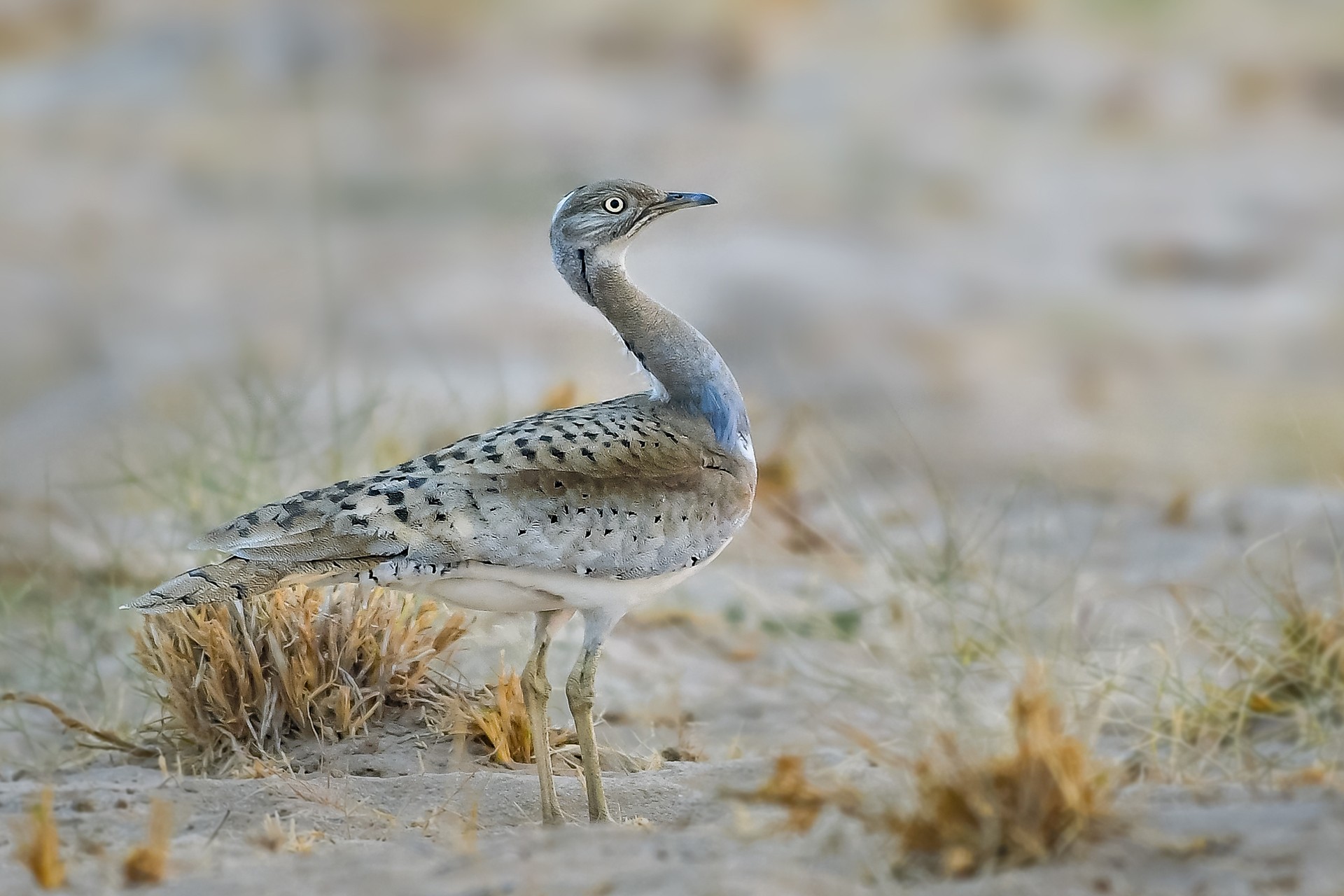 Birds Of Grasslands | Nature inFocus