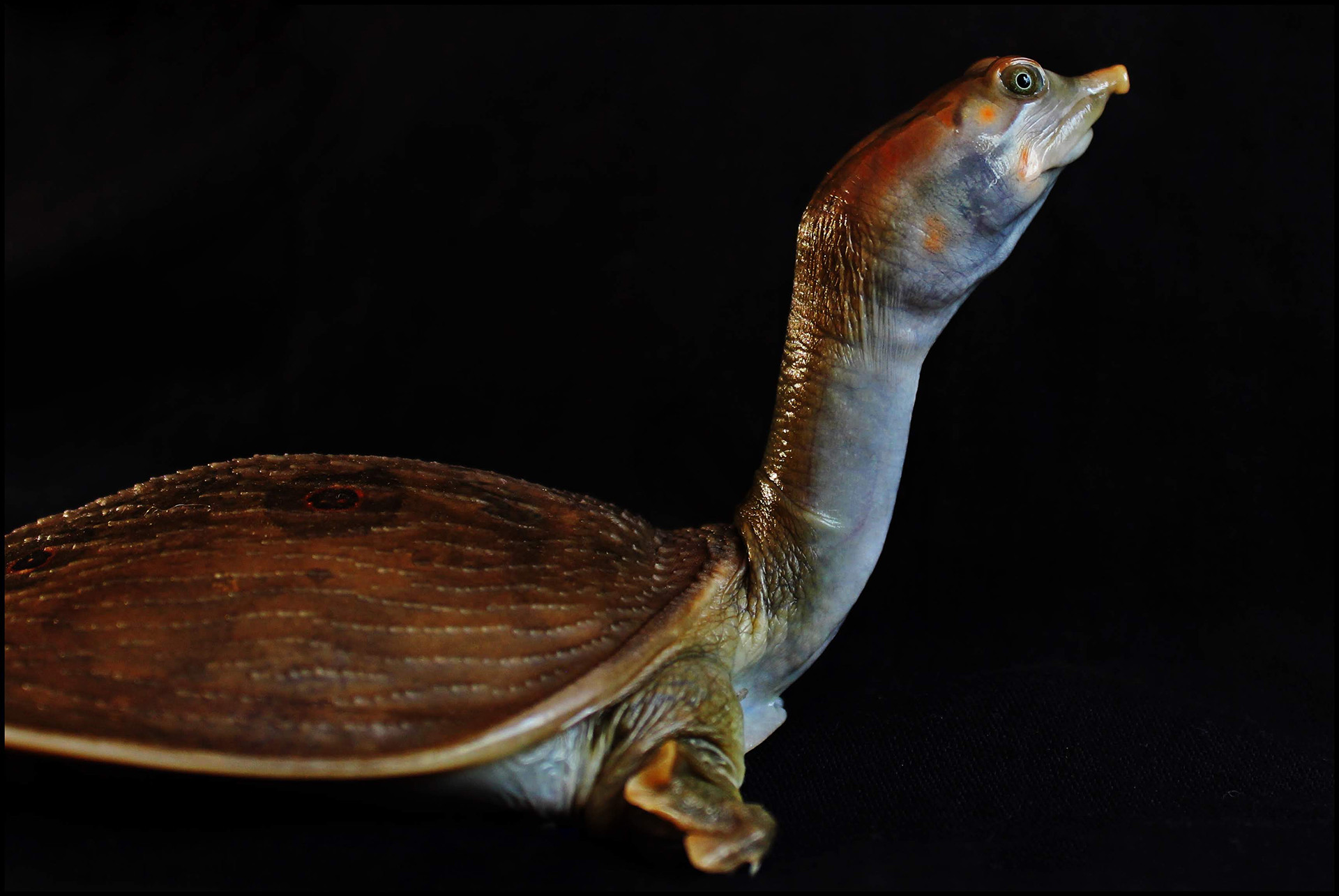 Can Our Turtles Champion Freshwater Conservation? | Nature inFocus