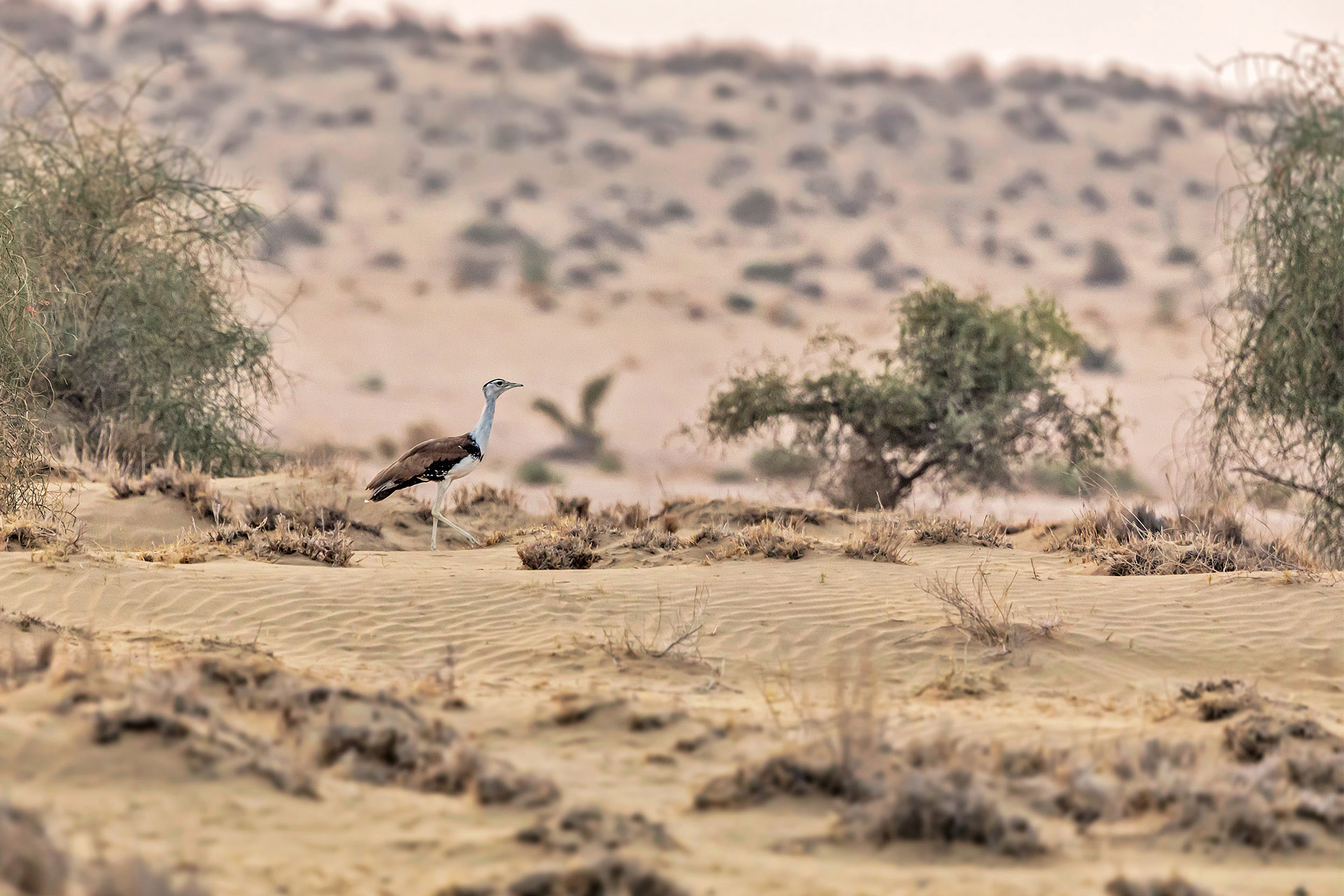 Iconic Species From Every State & Union Territory Of India | Nature inFocus