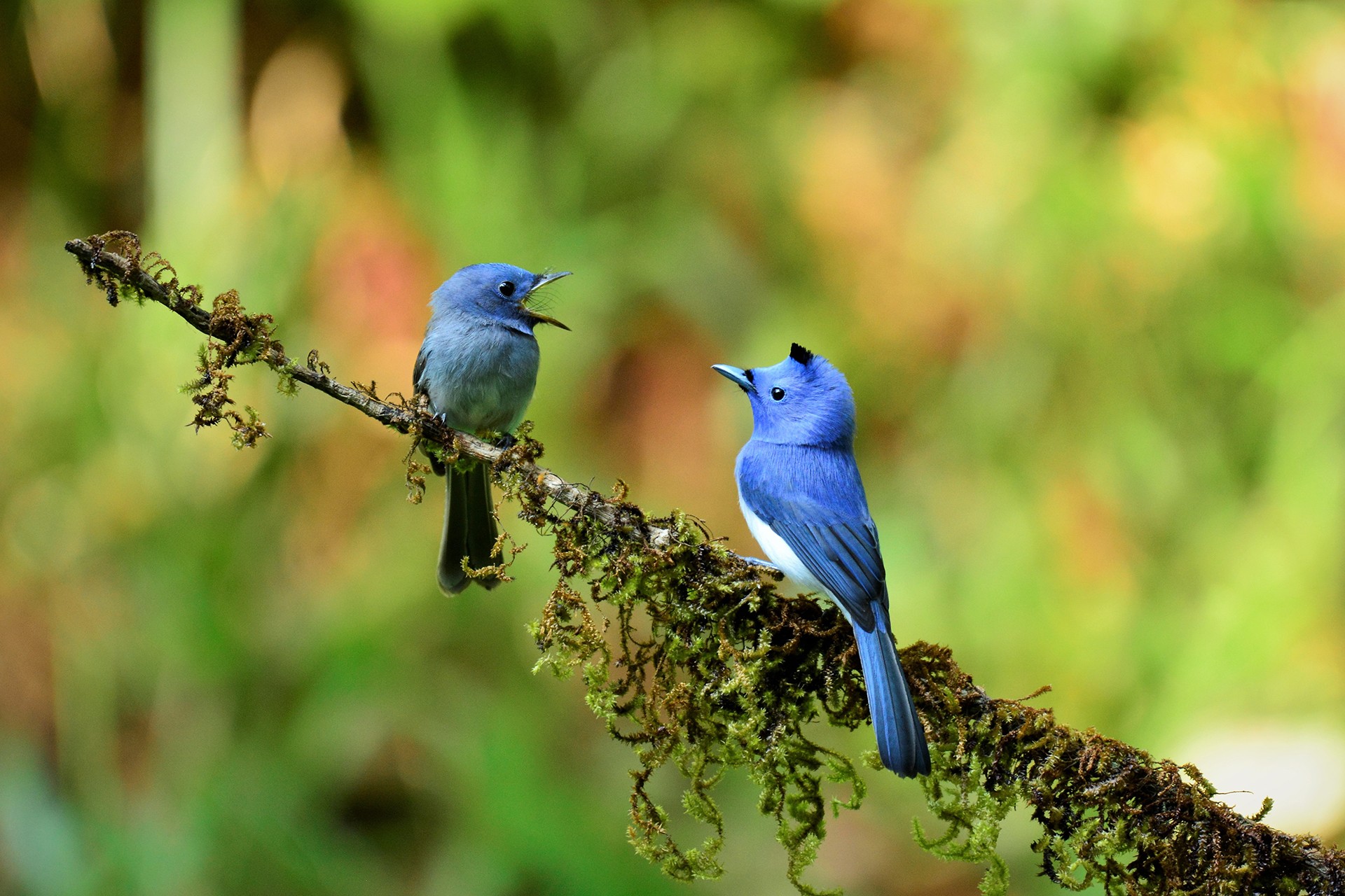 The Wild Nation – Rainforests | Nature inFocus
