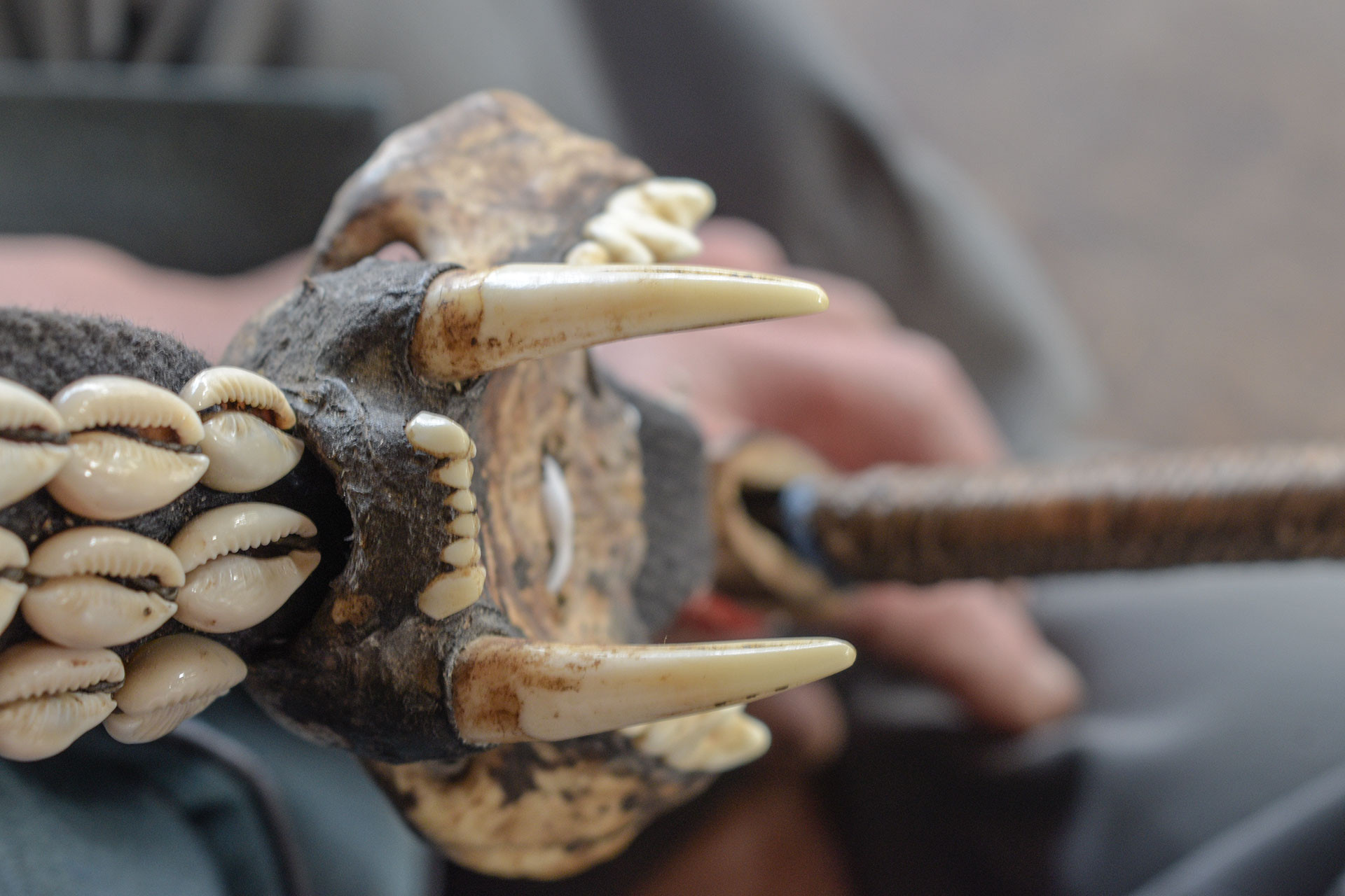 Wandering The Lost World Of Pakke | Nature inFocus