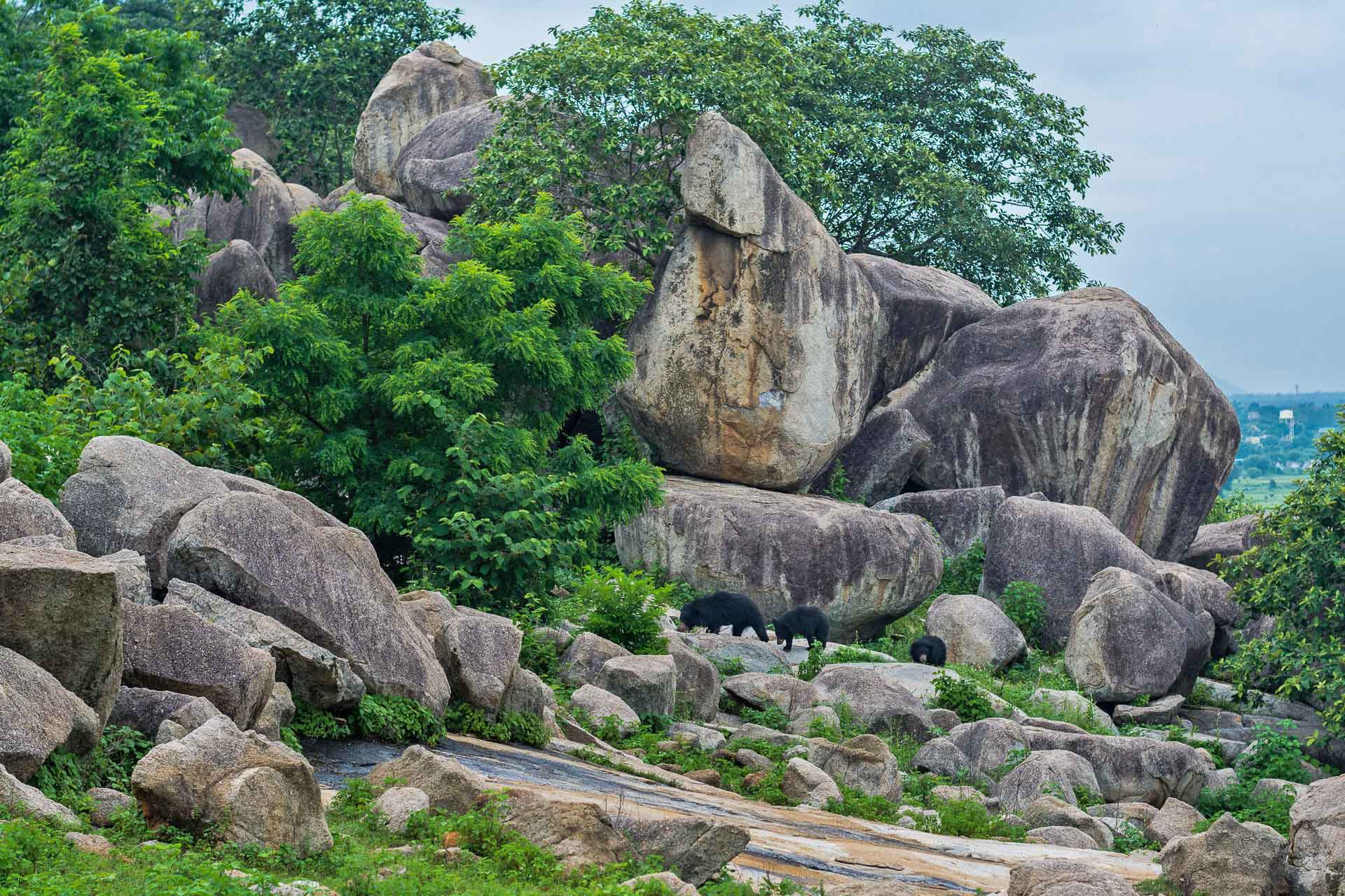 A Rendezvous With The Chandi Mata Temple Bears | Nature inFocus