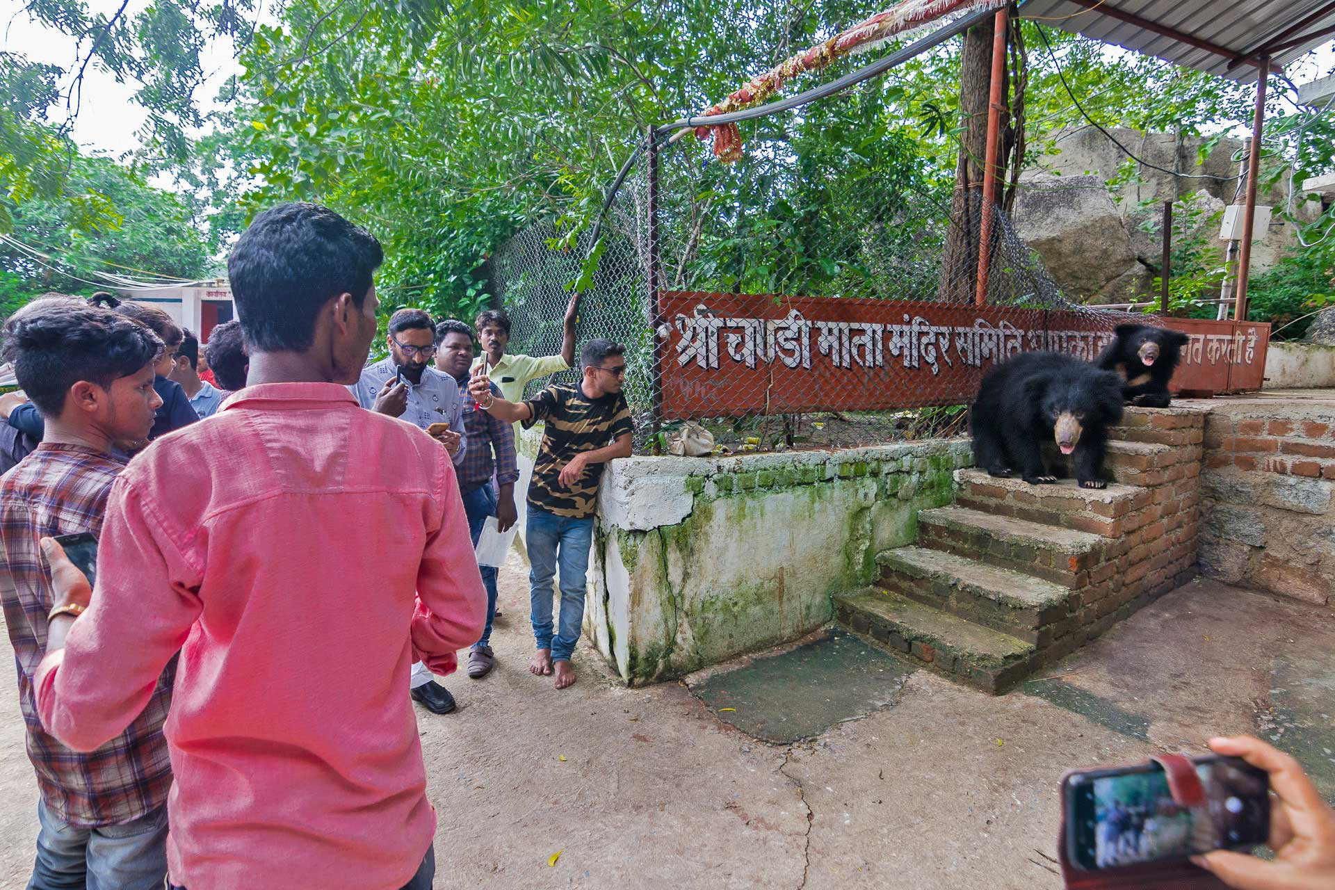 A Rendezvous With The Chandi Mata Temple Bears | Nature inFocus