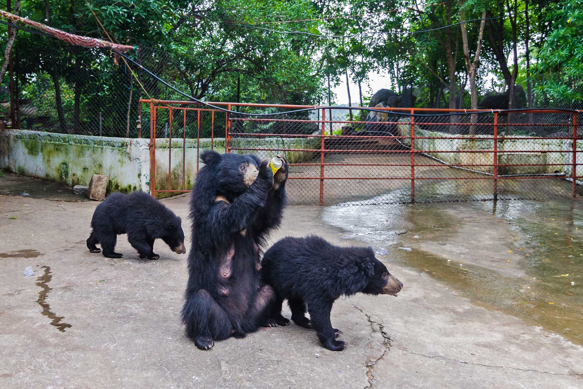 A Rendezvous With The Chandi Mata Temple Bears | Nature inFocus