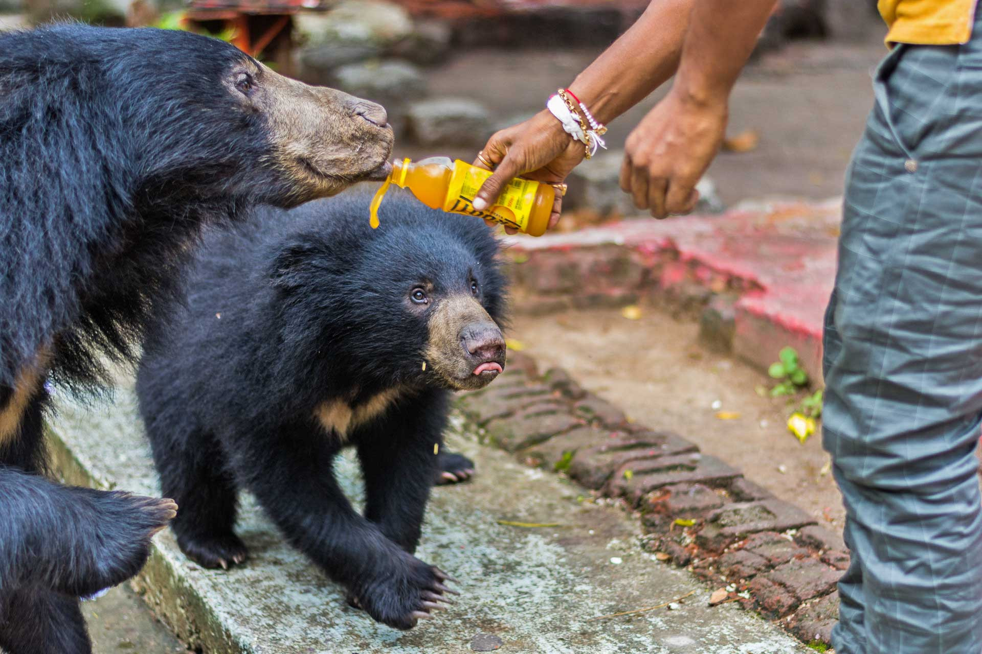 A Rendezvous With The Chandi Mata Temple Bears | Nature inFocus