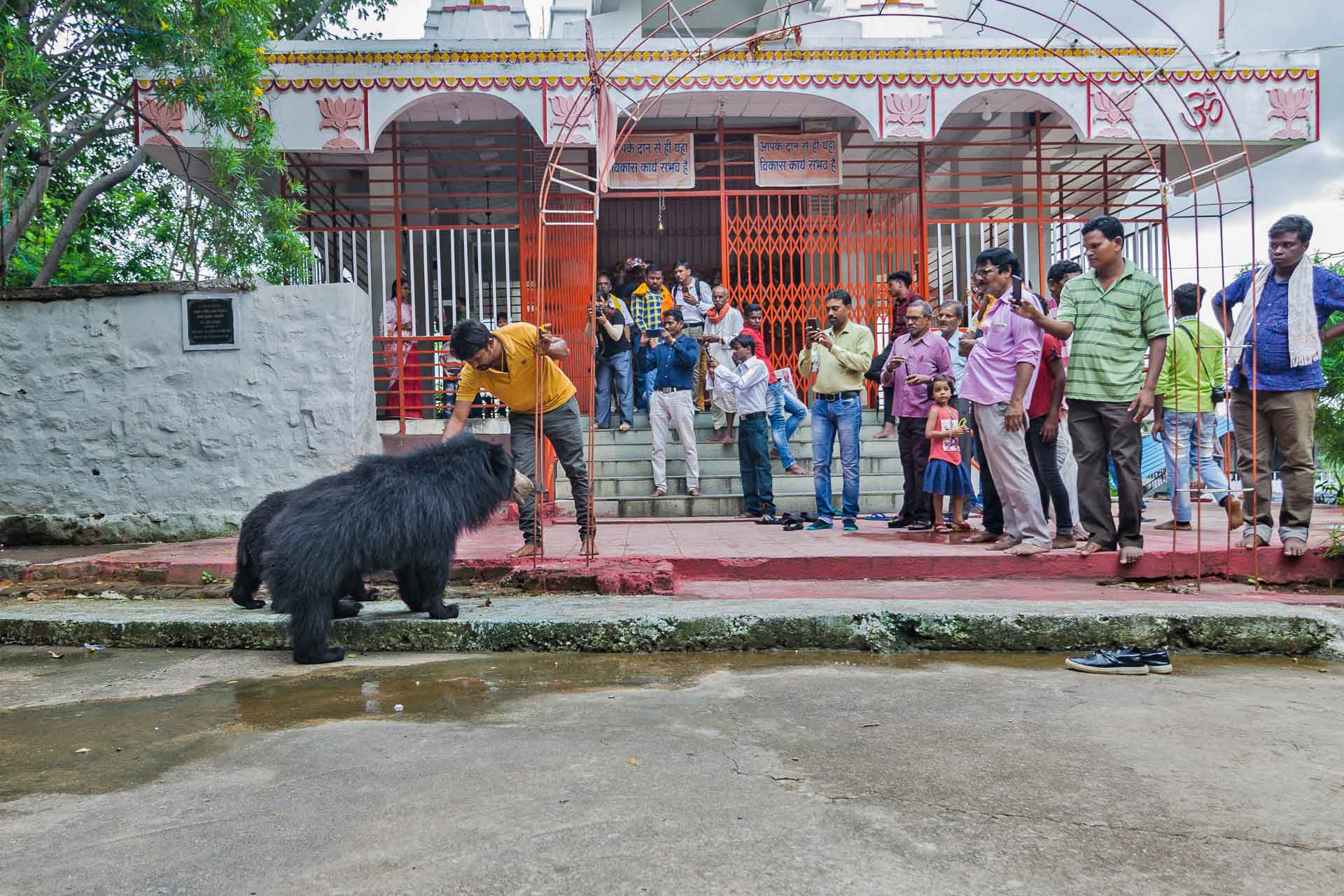 A Rendezvous With The Chandi Mata Temple Bears | Nature inFocus