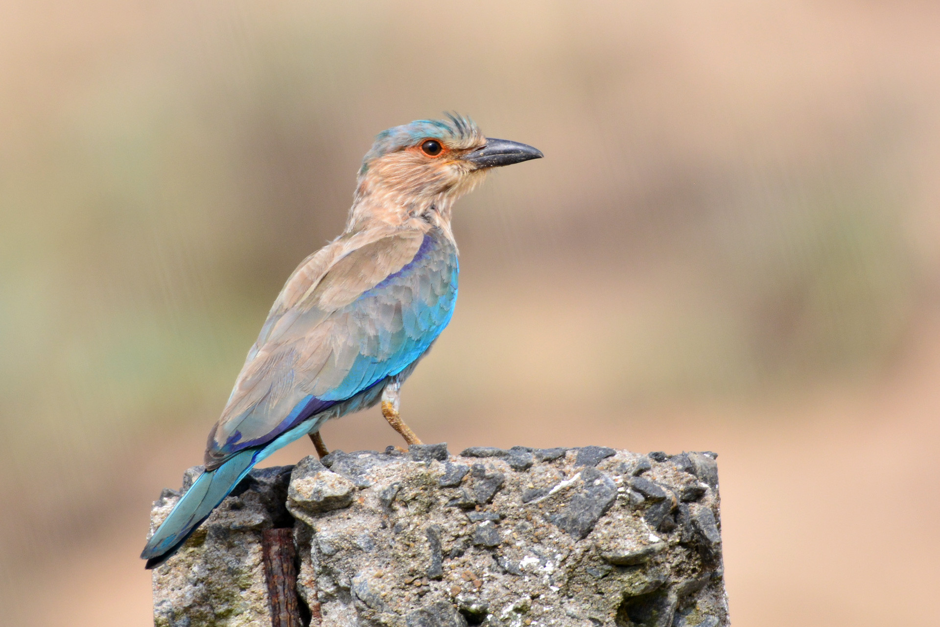 The Last Stronghold Of The Lesser Florican | Nature inFocus
