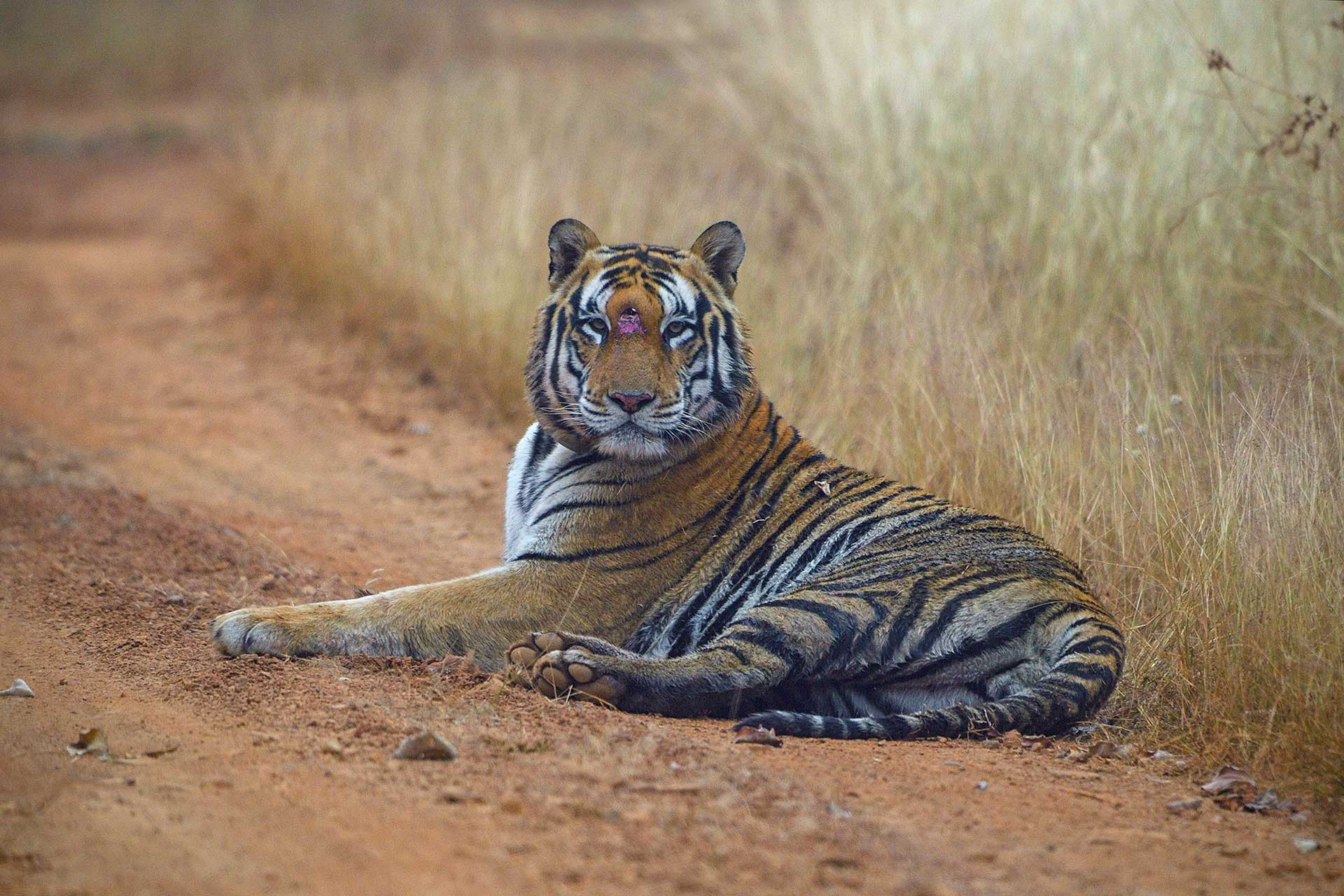 Snapshots From Panna National Park | Nature inFocus