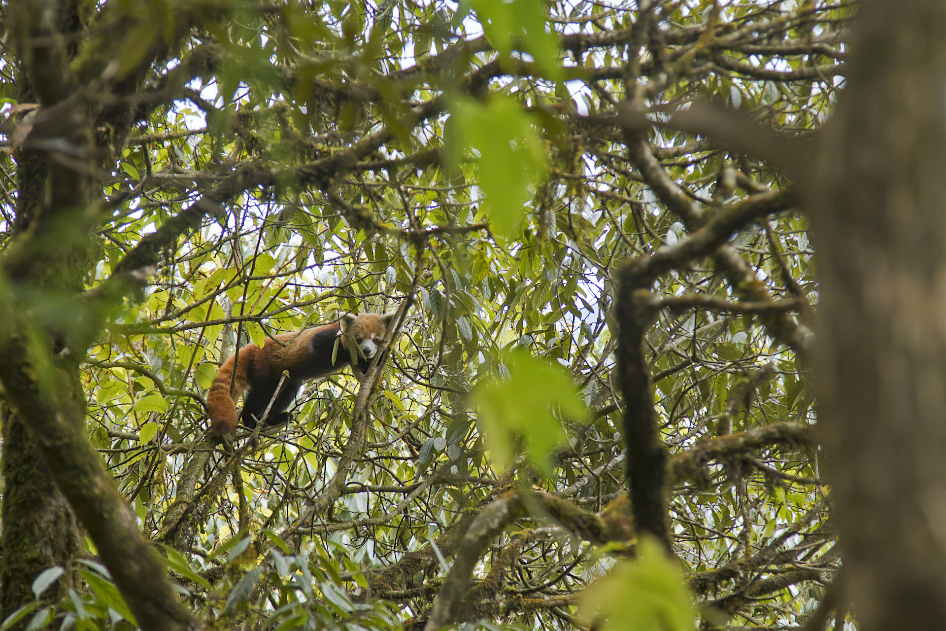Red Alert! | Nature inFocus