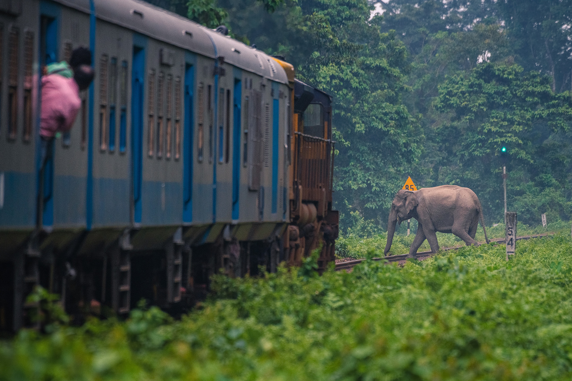How Can You Help Elephants From Colliding With Trains? | Nature inFocus