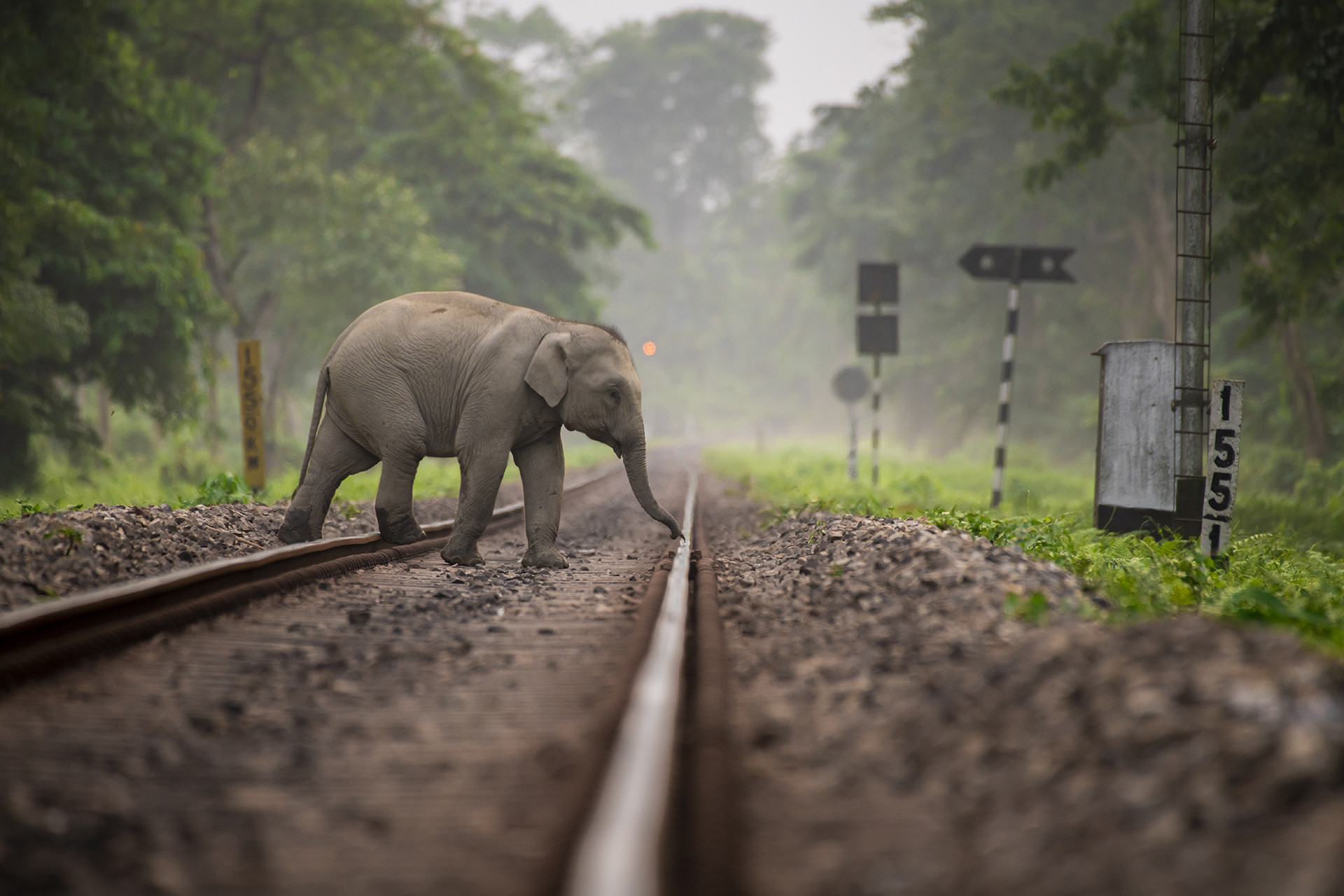 How Can You Help Elephants From Colliding With Trains? | Nature inFocus