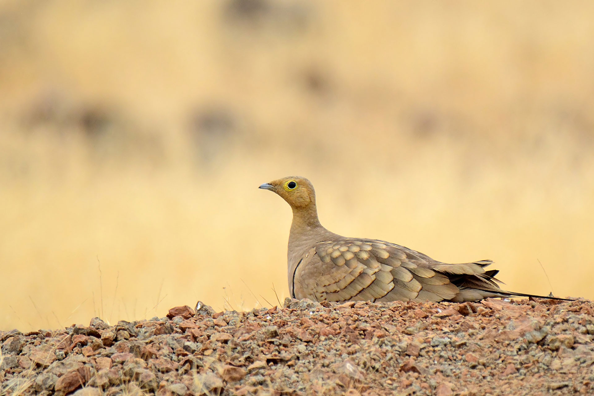 The Last Stronghold Of The Lesser Florican | Nature inFocus