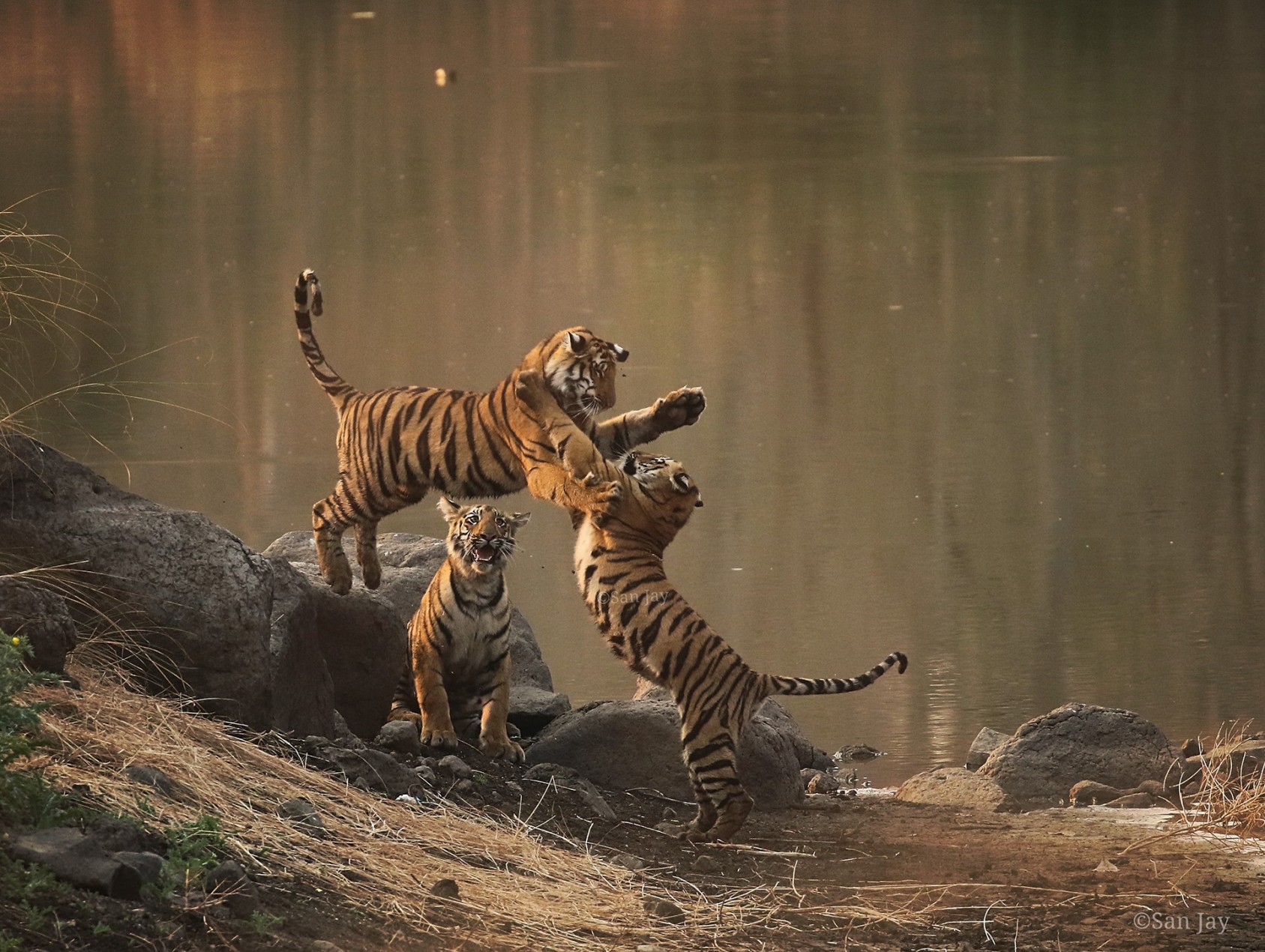 The Fight Club - slide4 | Nature inFocus