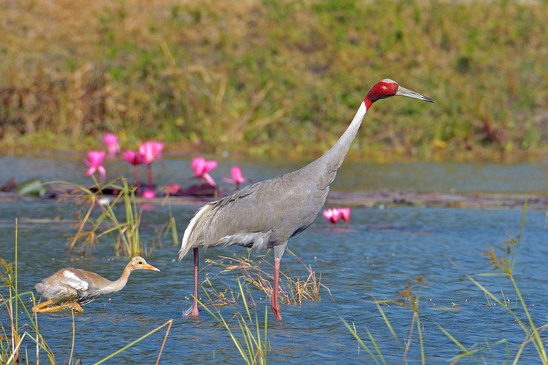 Threatened Birds Of Madhya Pradesh | Nature inFocus
