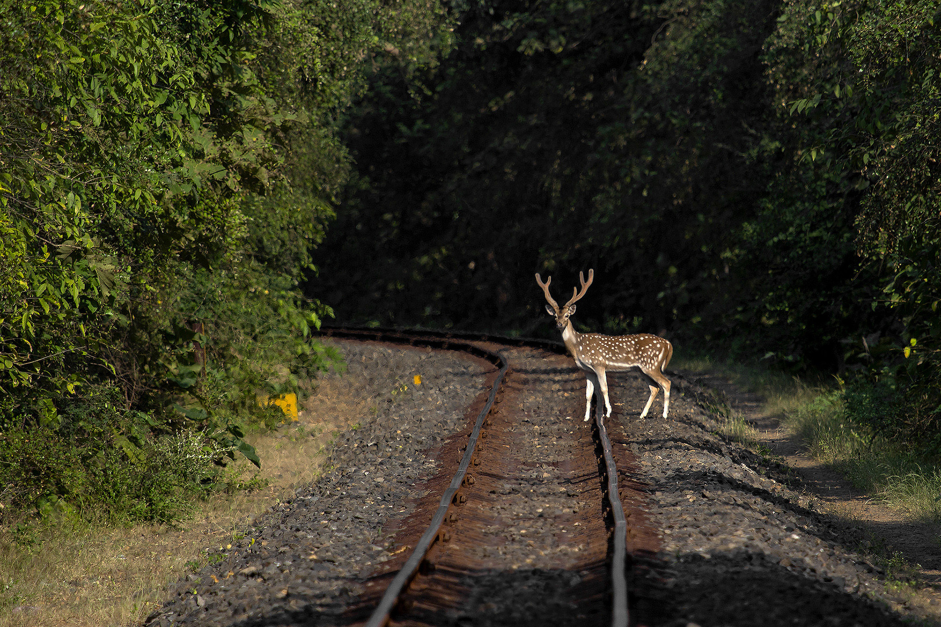 The Alarming Rise Of Wildlife Deaths On Indian Railway Lines | Nature ...