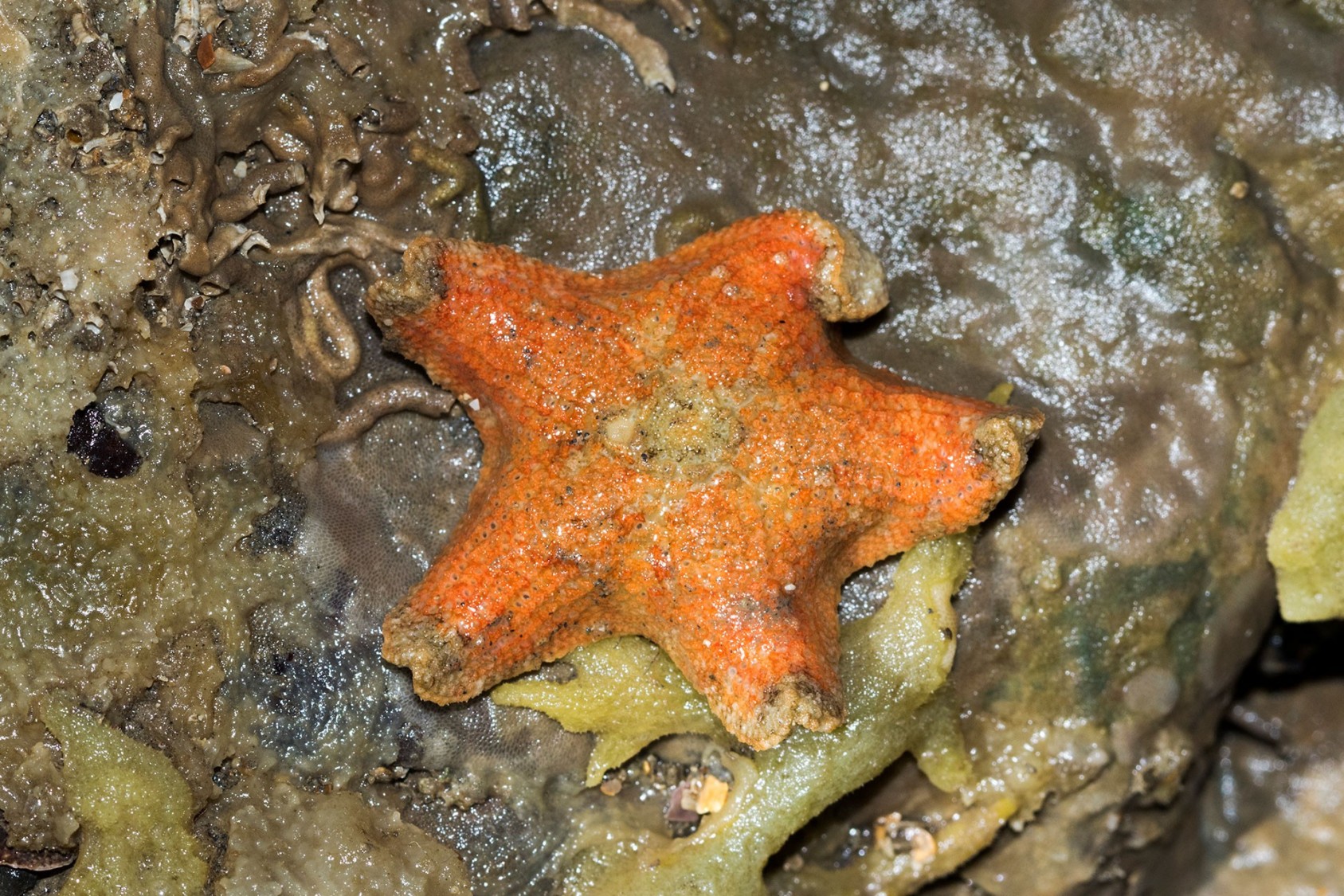 16 Species You Don't Expect To See On Mumbai's Shores - slide6 | Nature ...