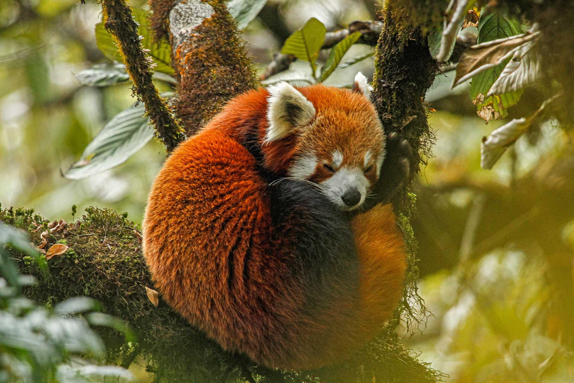 Meet The State Animals Of India | Nature inFocus