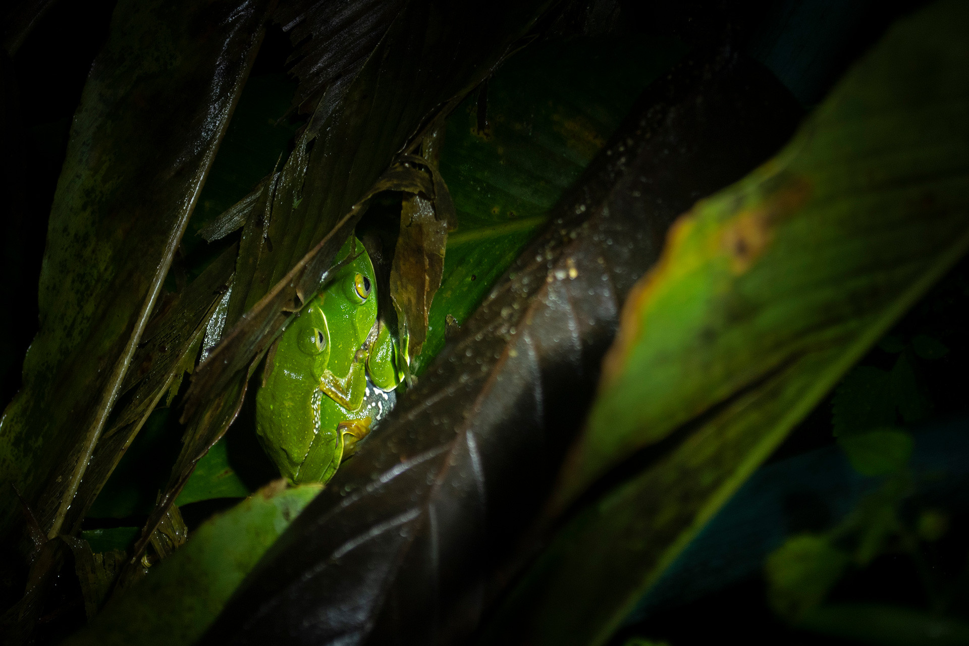 The Resurgence Of The Anaimalai Flying Frog | Nature inFocus