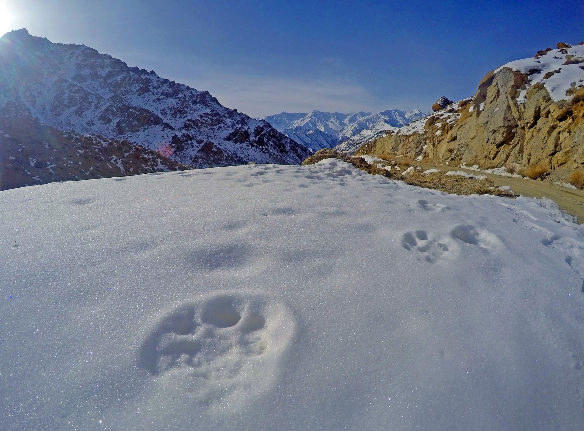 Snow Leopard Lodge: In The Abode Of The Grey Ghost | Nature inFocus