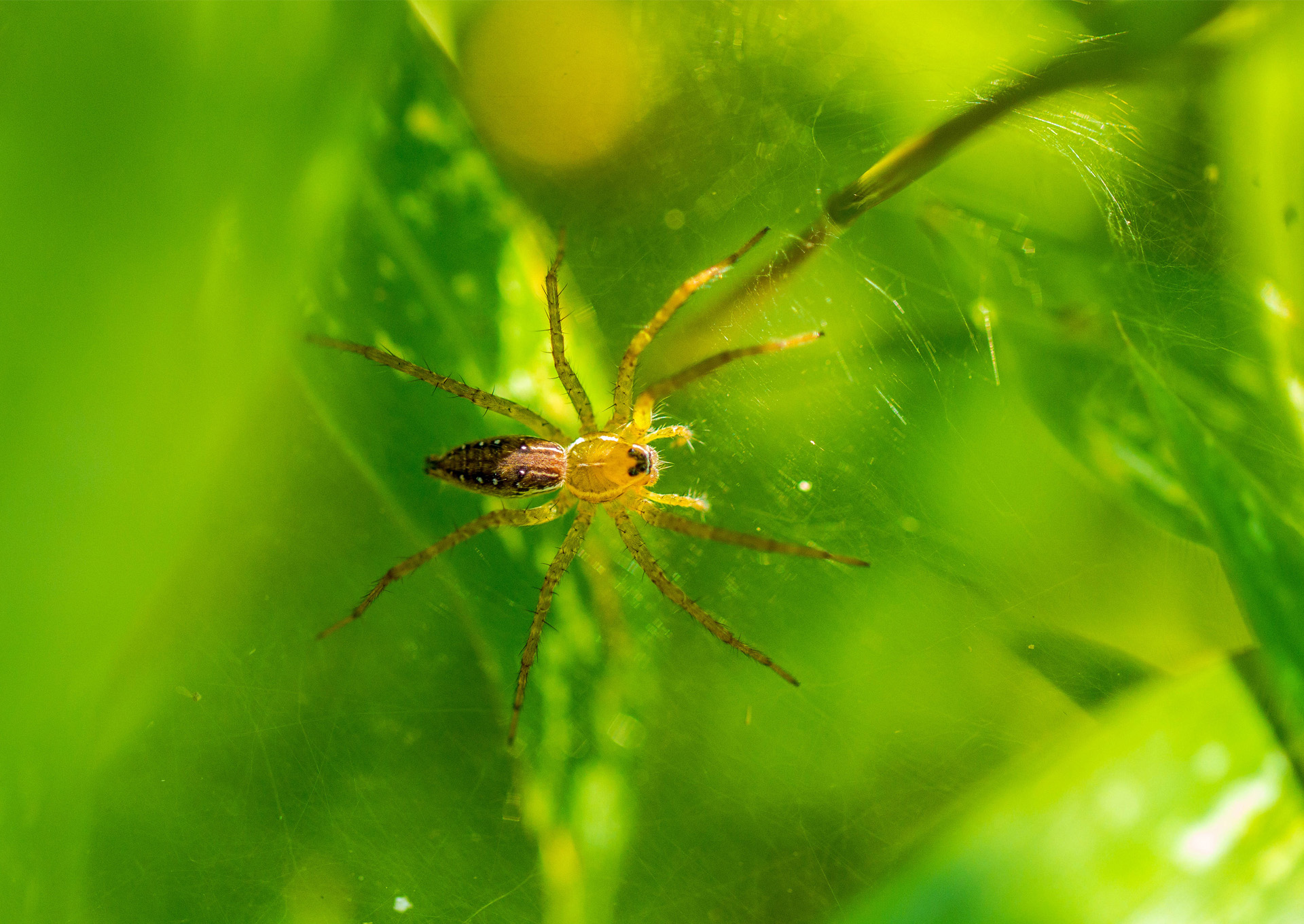 Backyard Safari | Nature inFocus