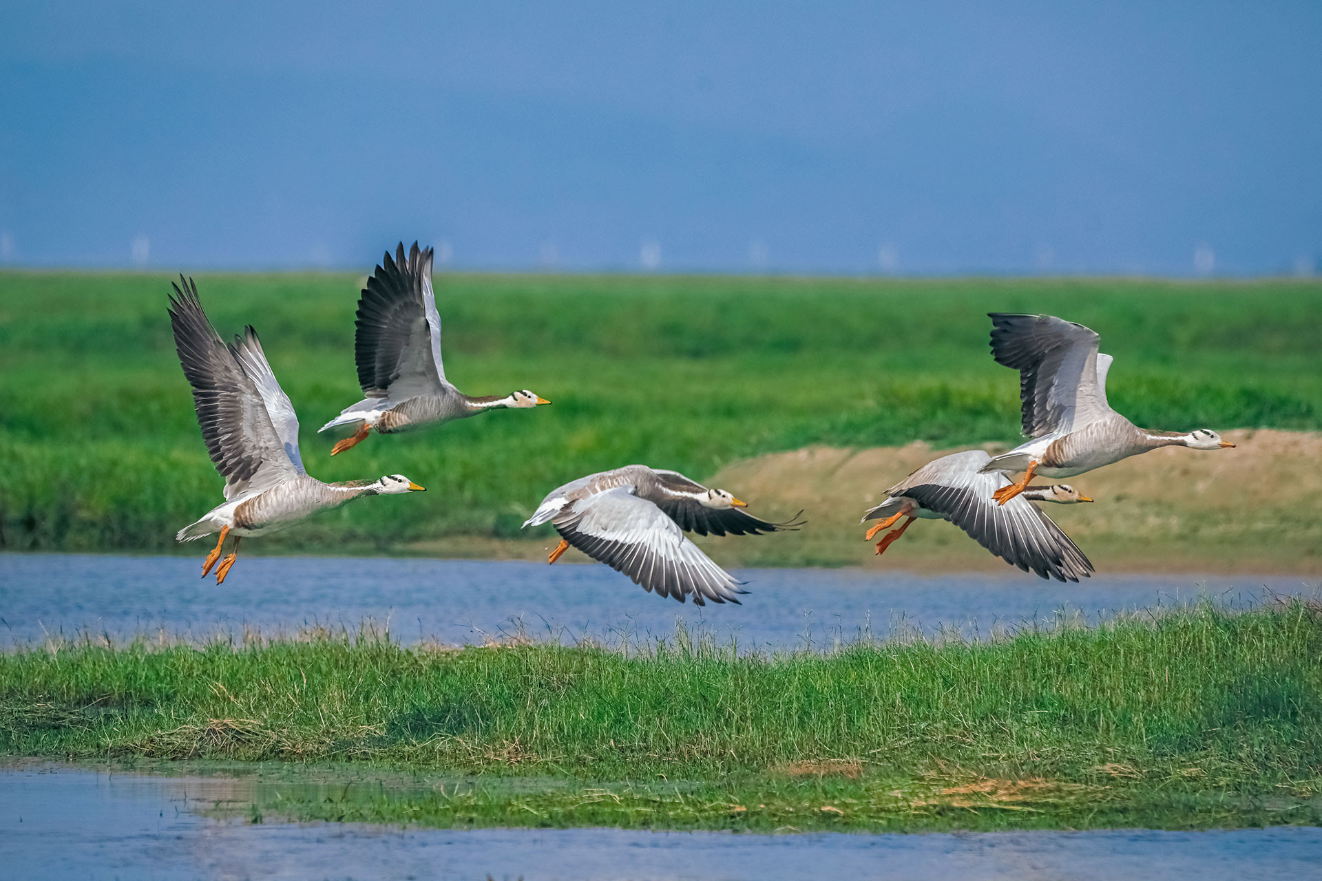 Chilika Lake Birds