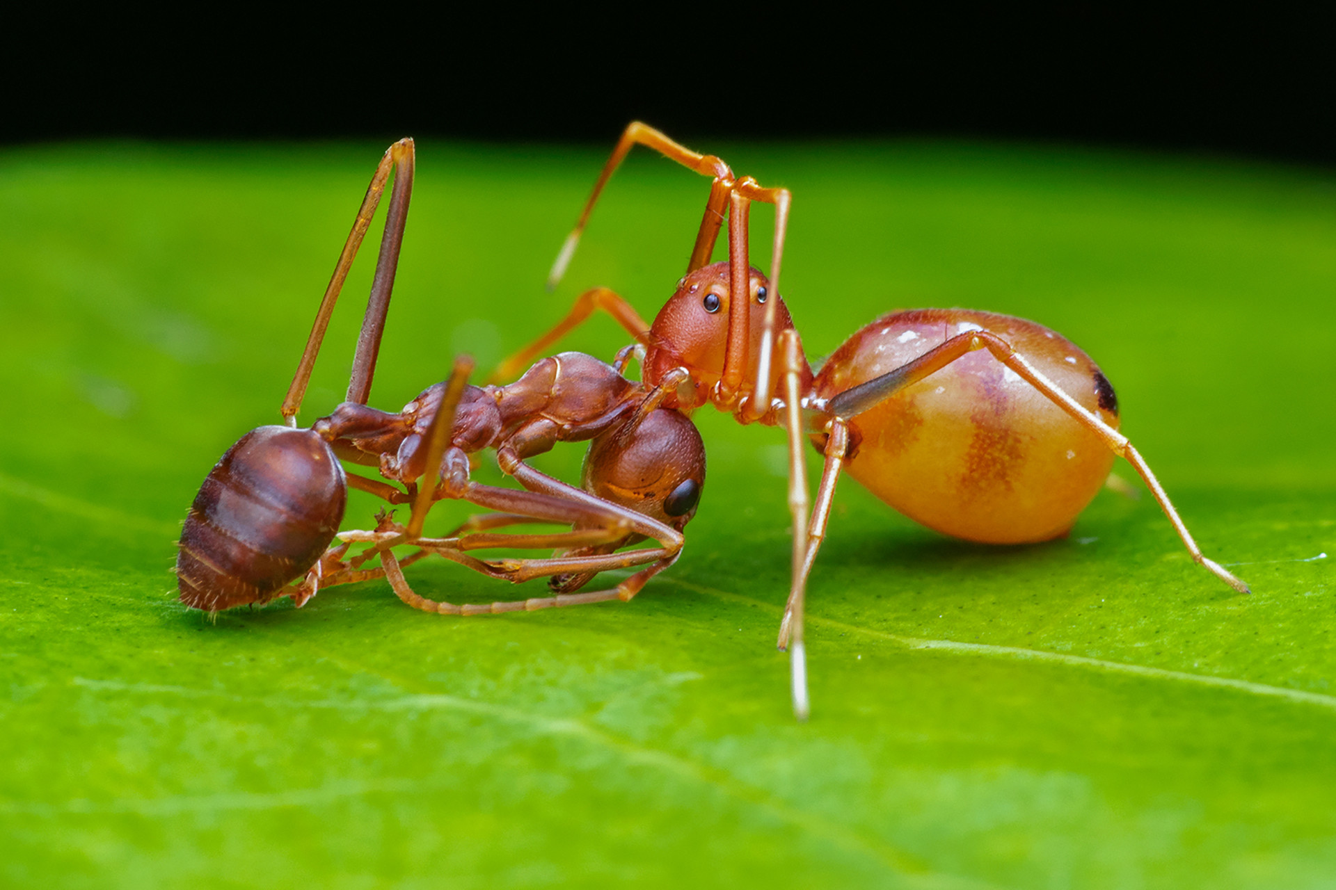 Top 20 Hive Photographs Of 2020 | Nature inFocus