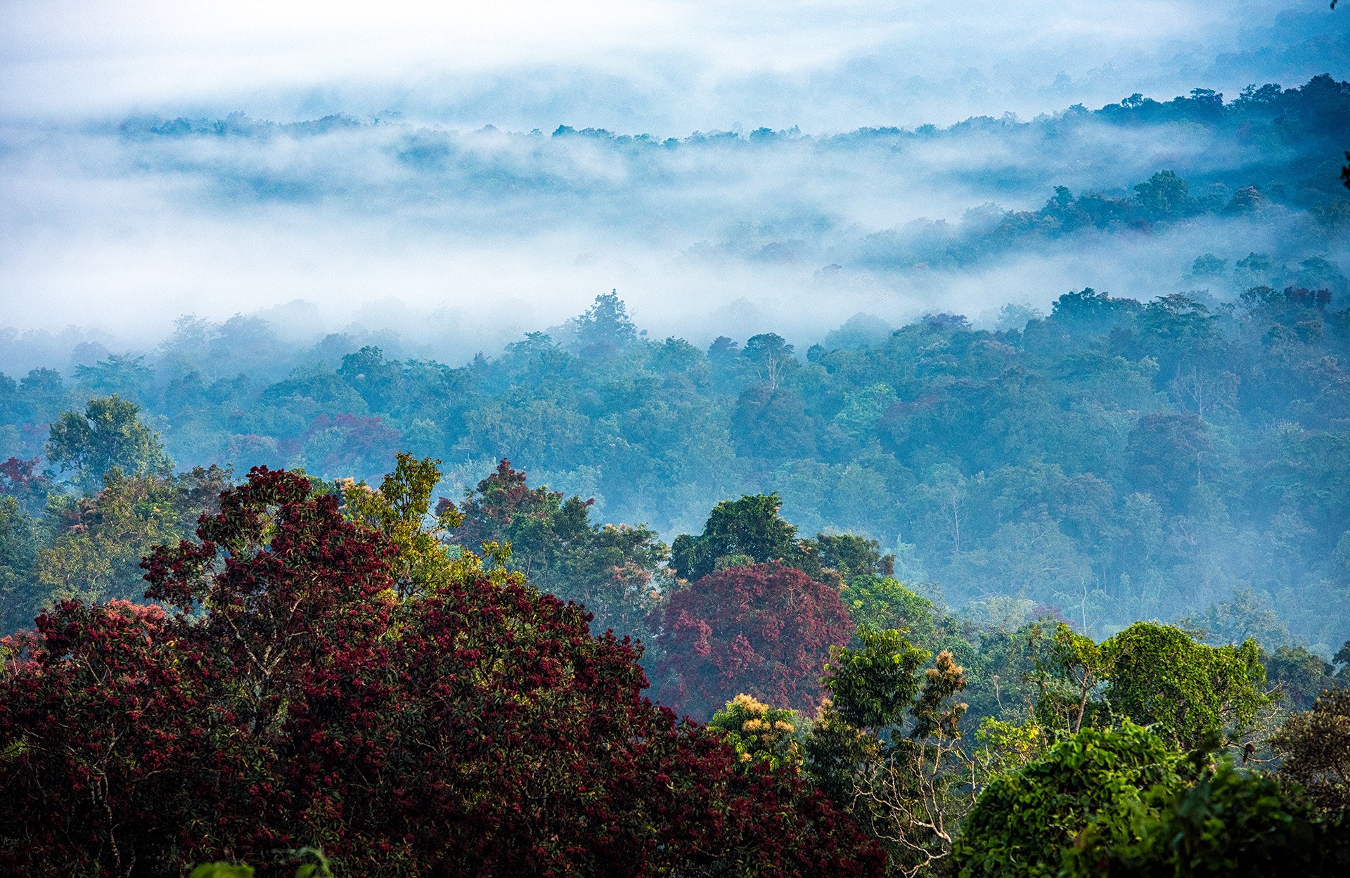 The Wild Nation – Rainforests | Nature inFocus