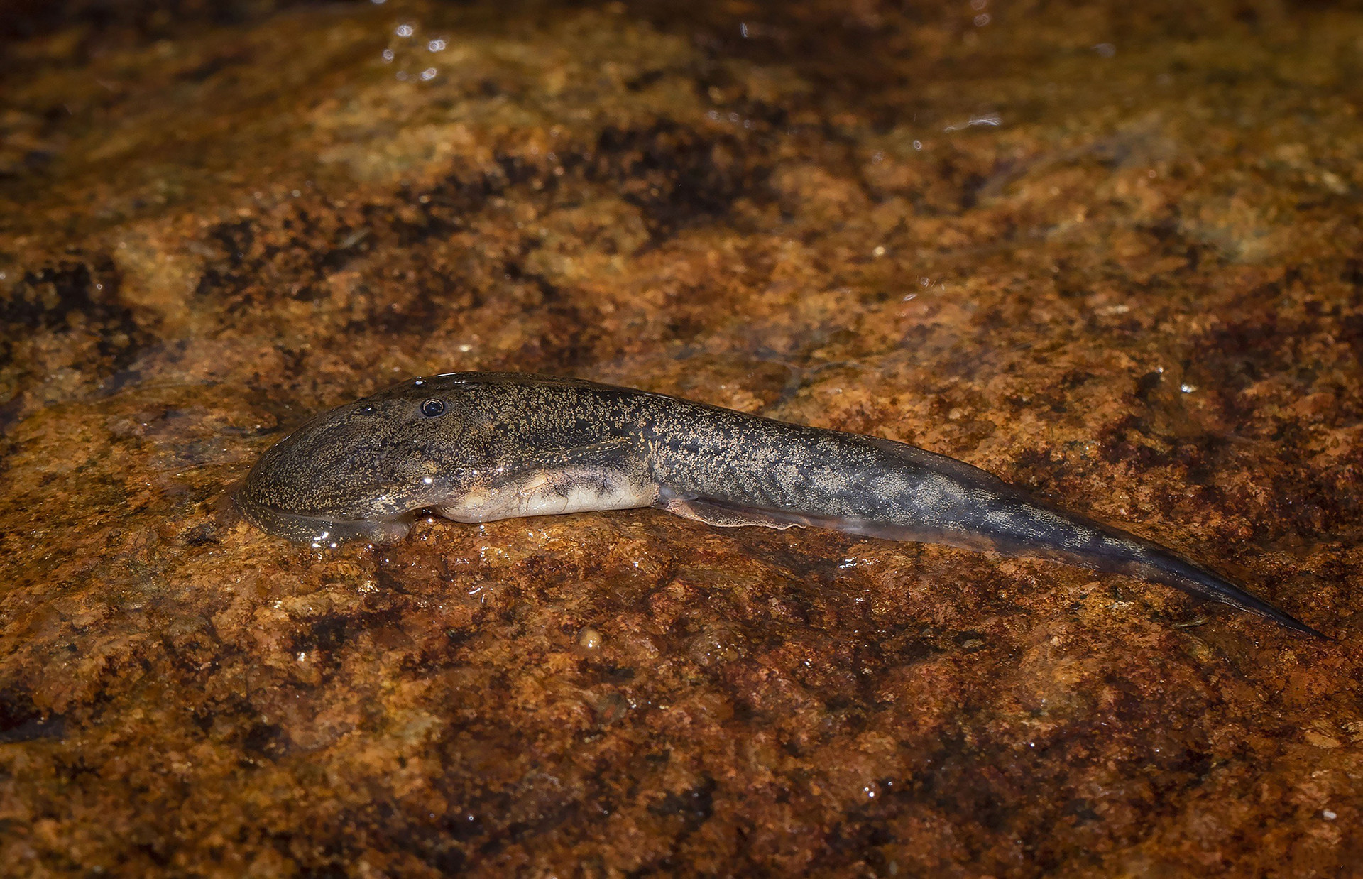 Indian Purple Frog Tadpole Purple Frog Power Point Information