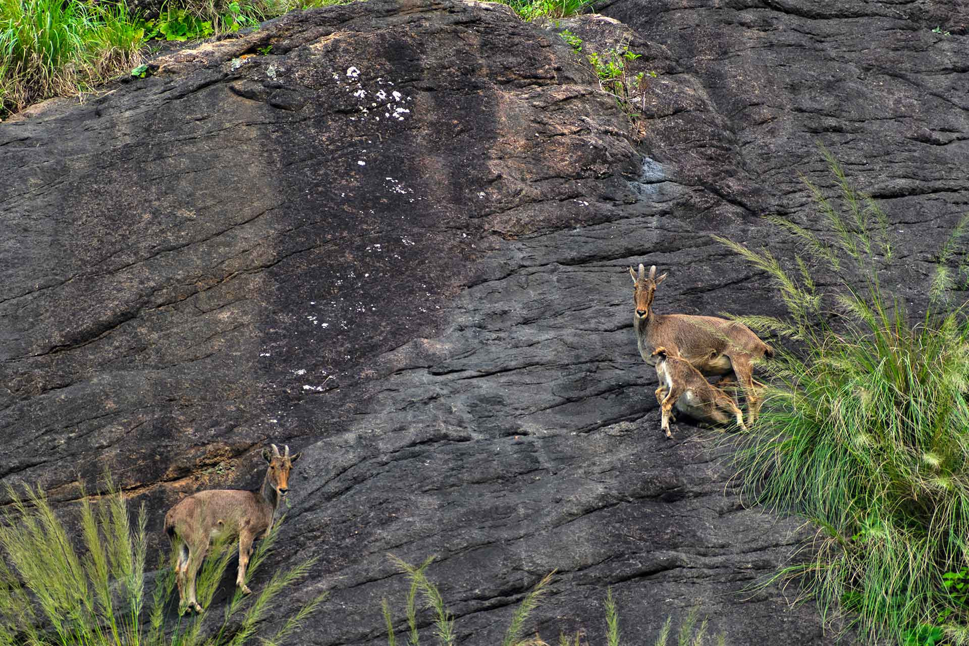Meet The State Animals Of India | Nature inFocus