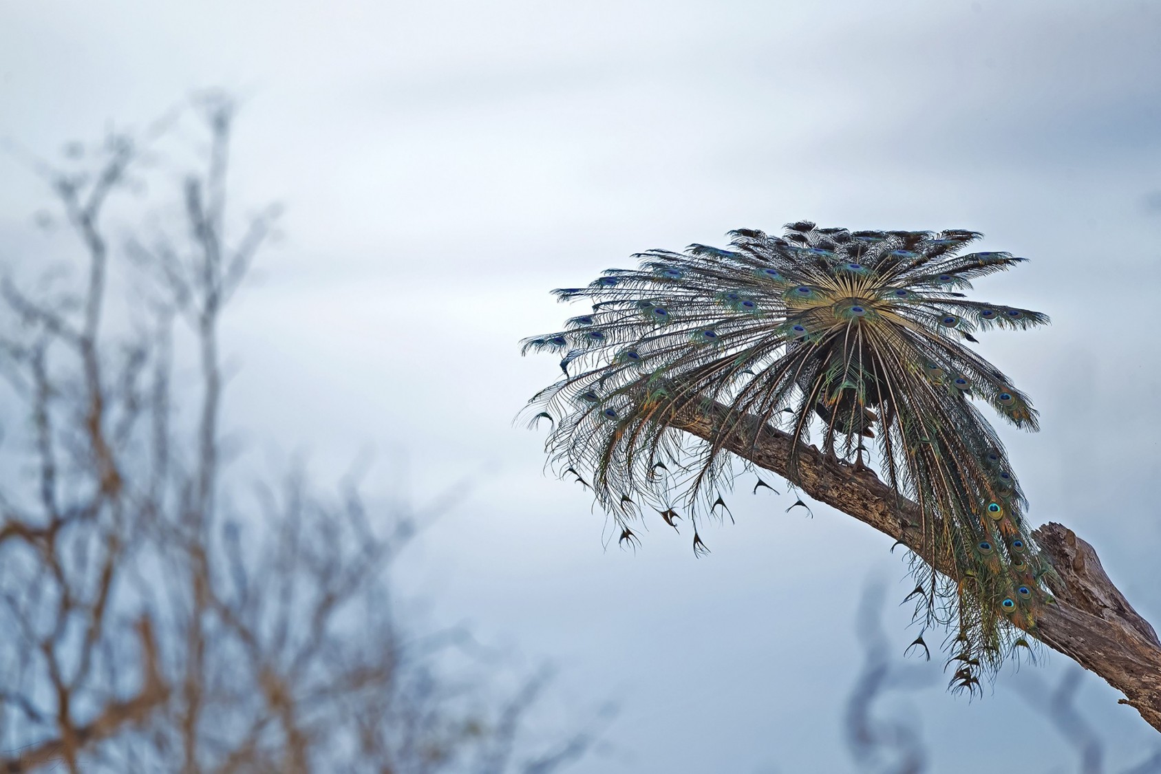 Ablaze With Colour - slide14 | Nature inFocus