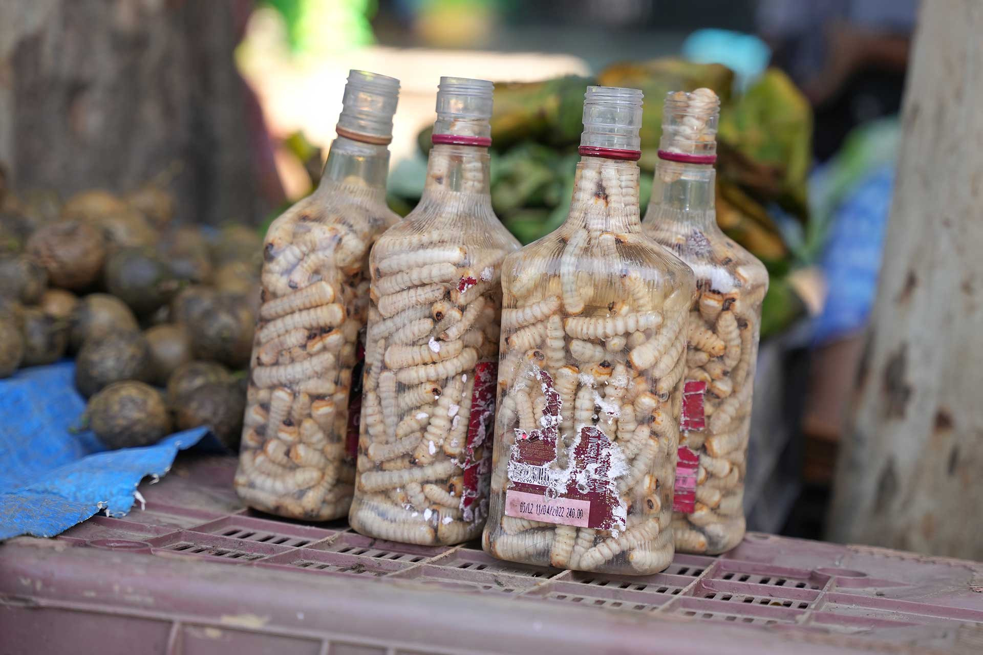 Zooming In On Edible Insects | Nature inFocus