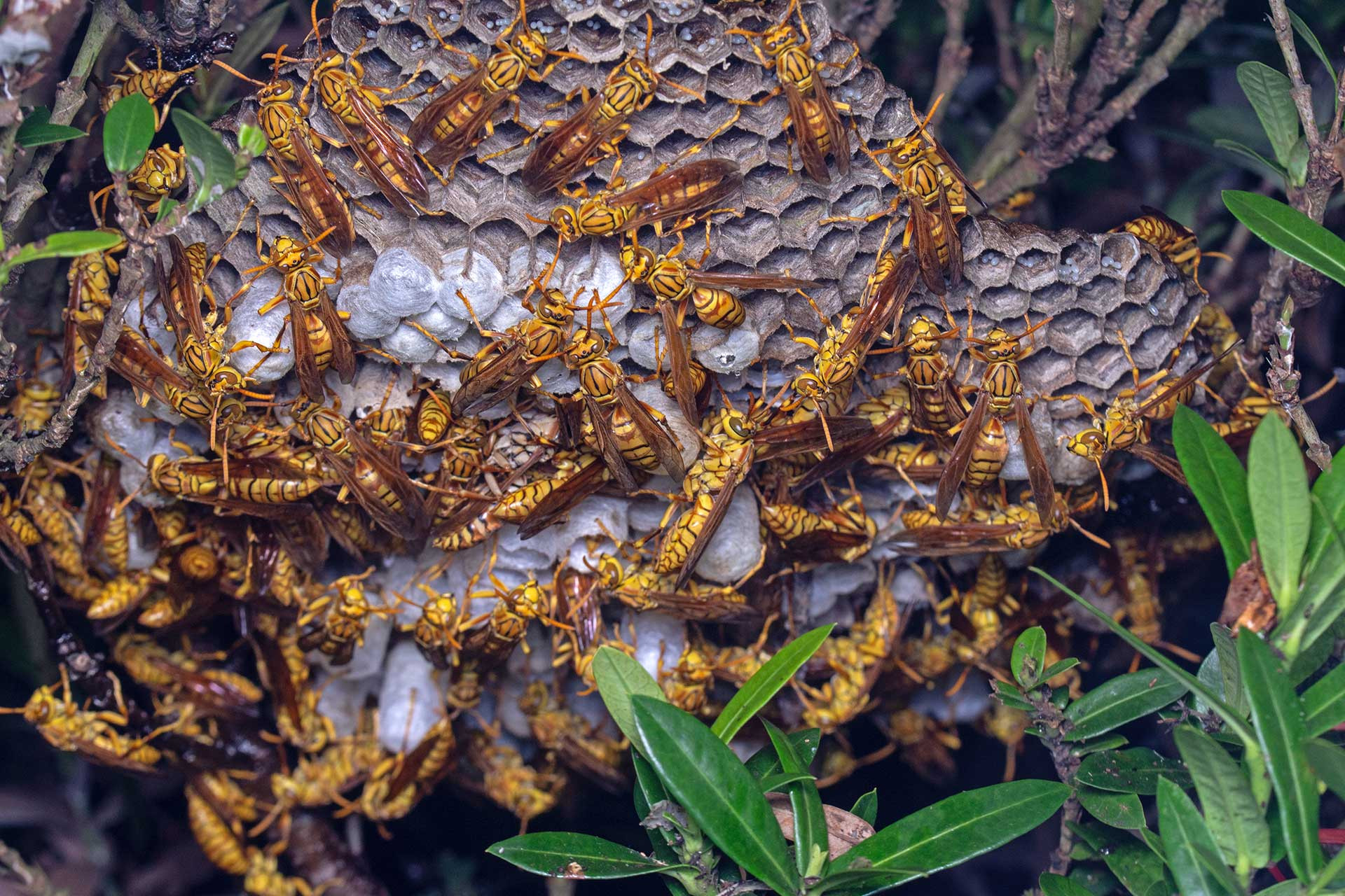 Zooming In On Edible Insects | Nature inFocus