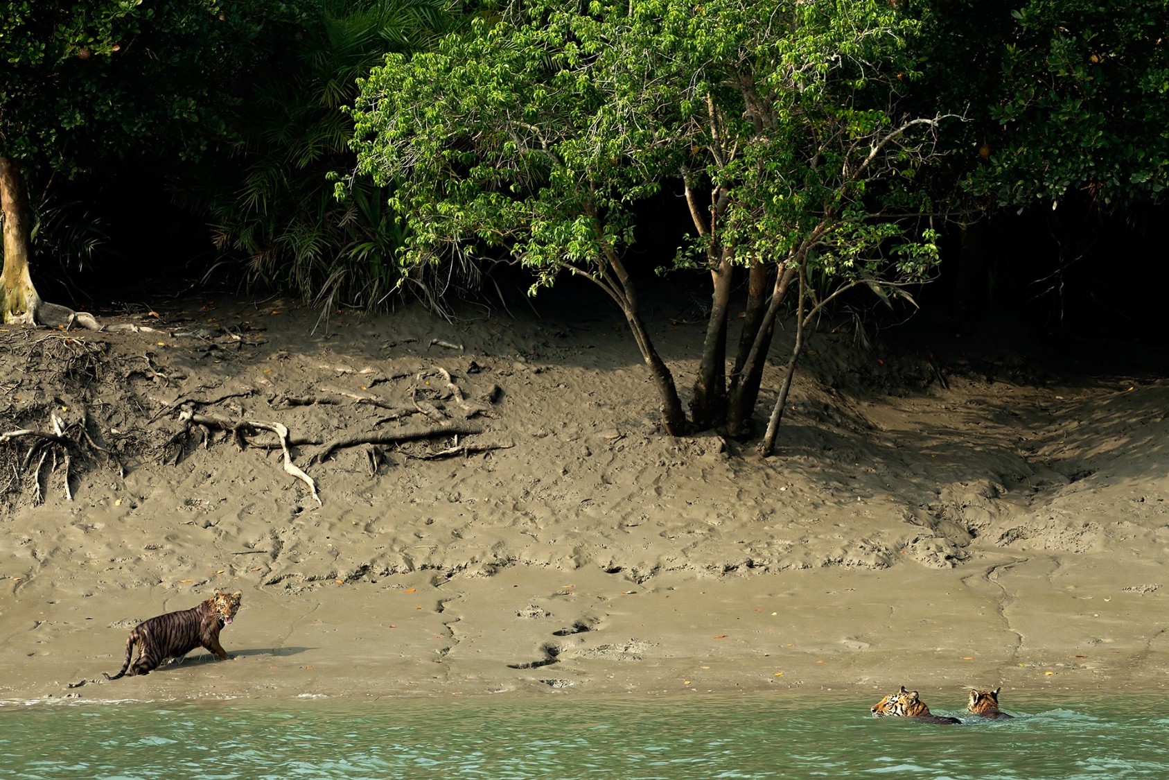 Snapshots From The Sunderbans - slide4 | Nature inFocus