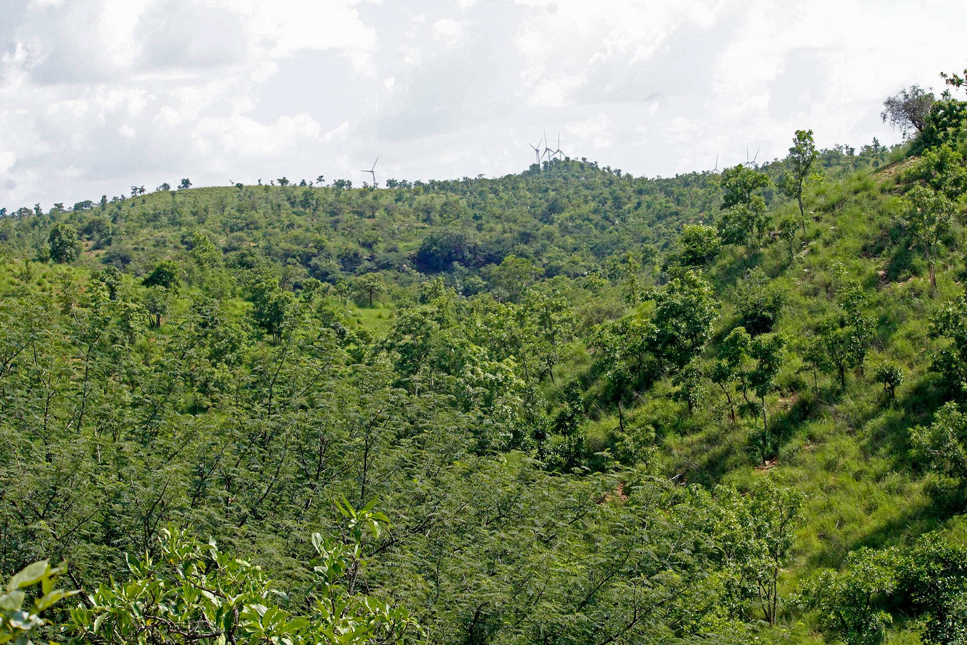 Conservation And The Commons | Nature inFocus