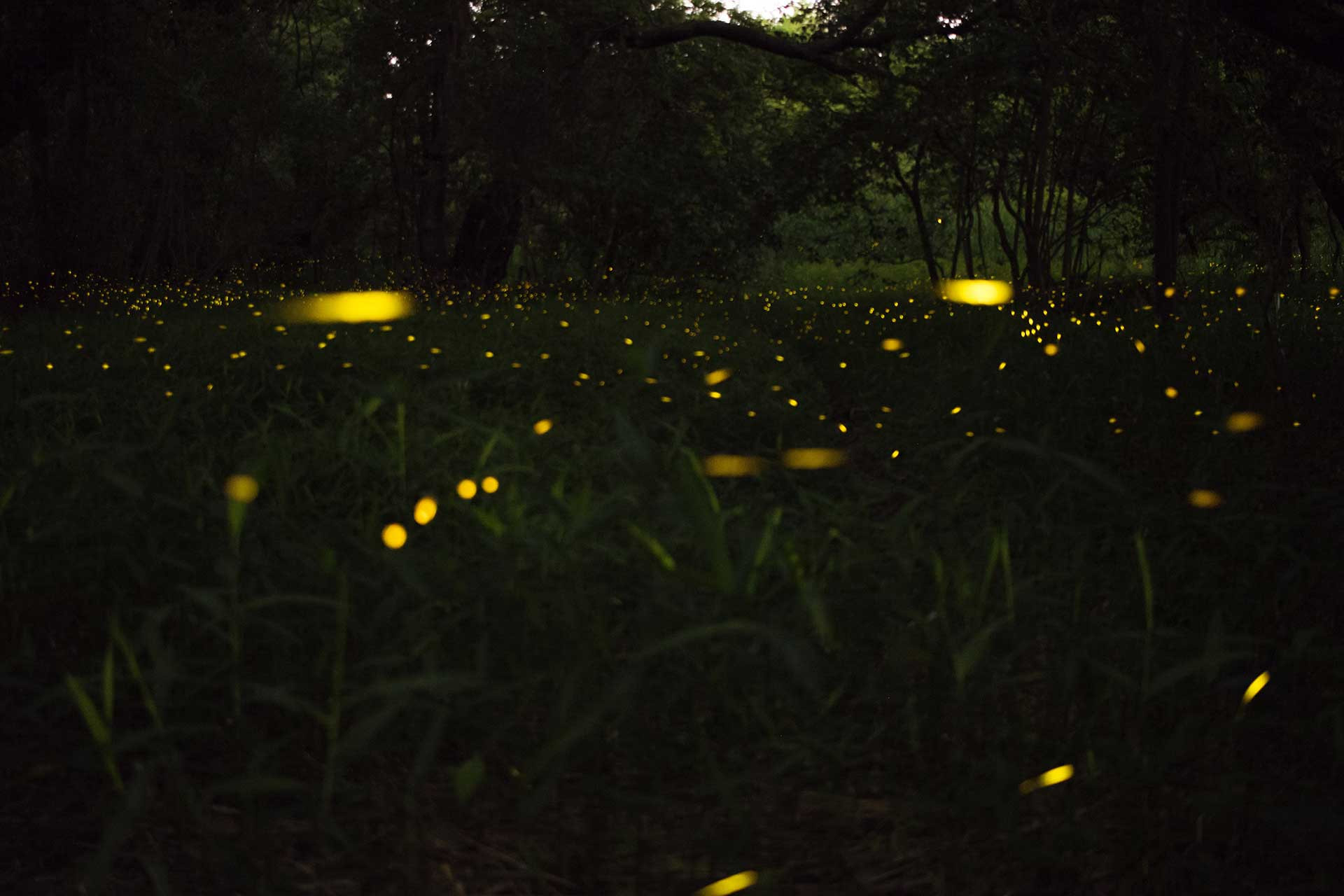 Where Are All The Fireflies? | Nature inFocus