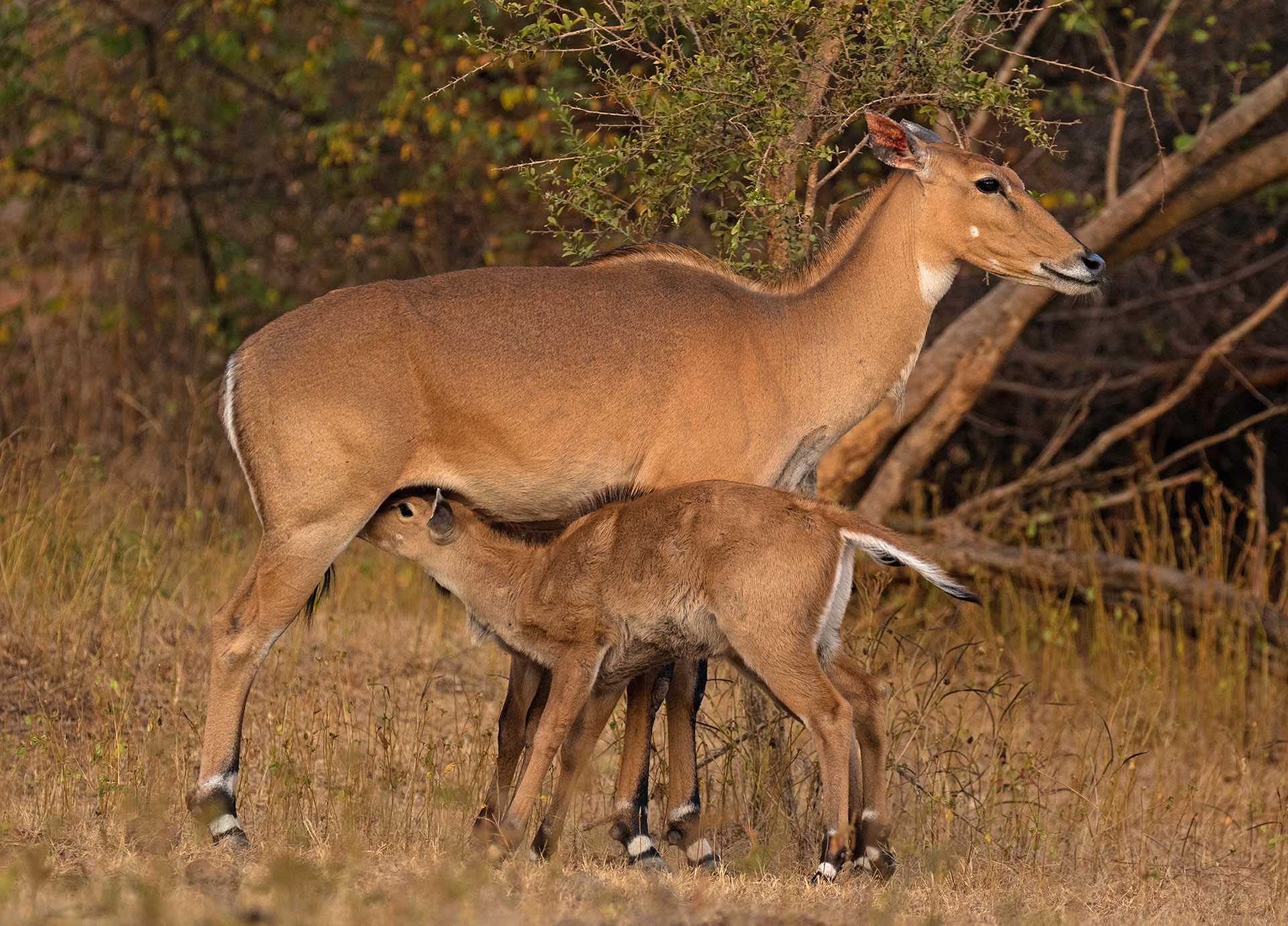 Snapshots From Sasan Gir | Nature inFocus