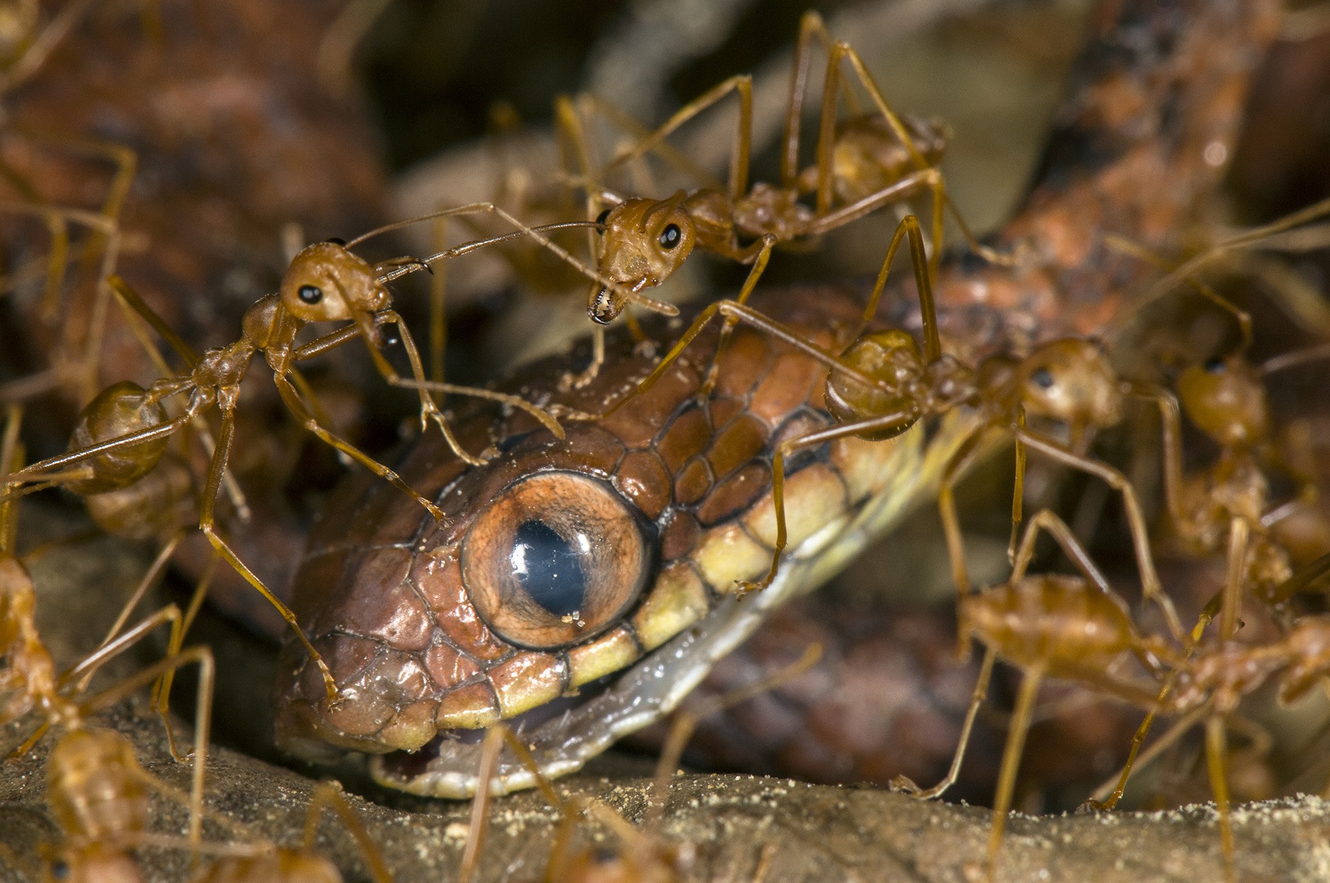 The Wild Nation – Rainforests | Nature inFocus