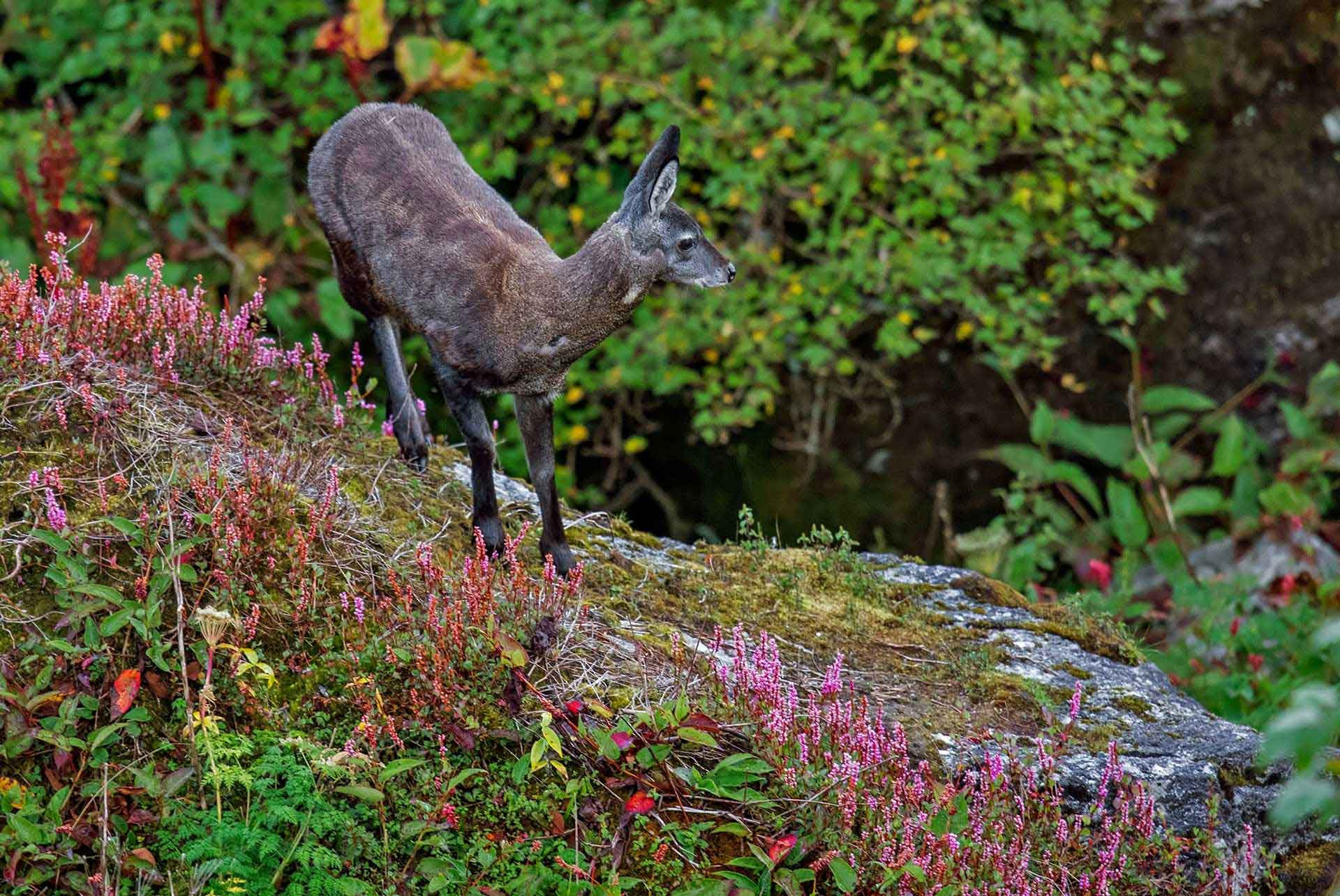 Meet The State Animals Of India | Nature inFocus