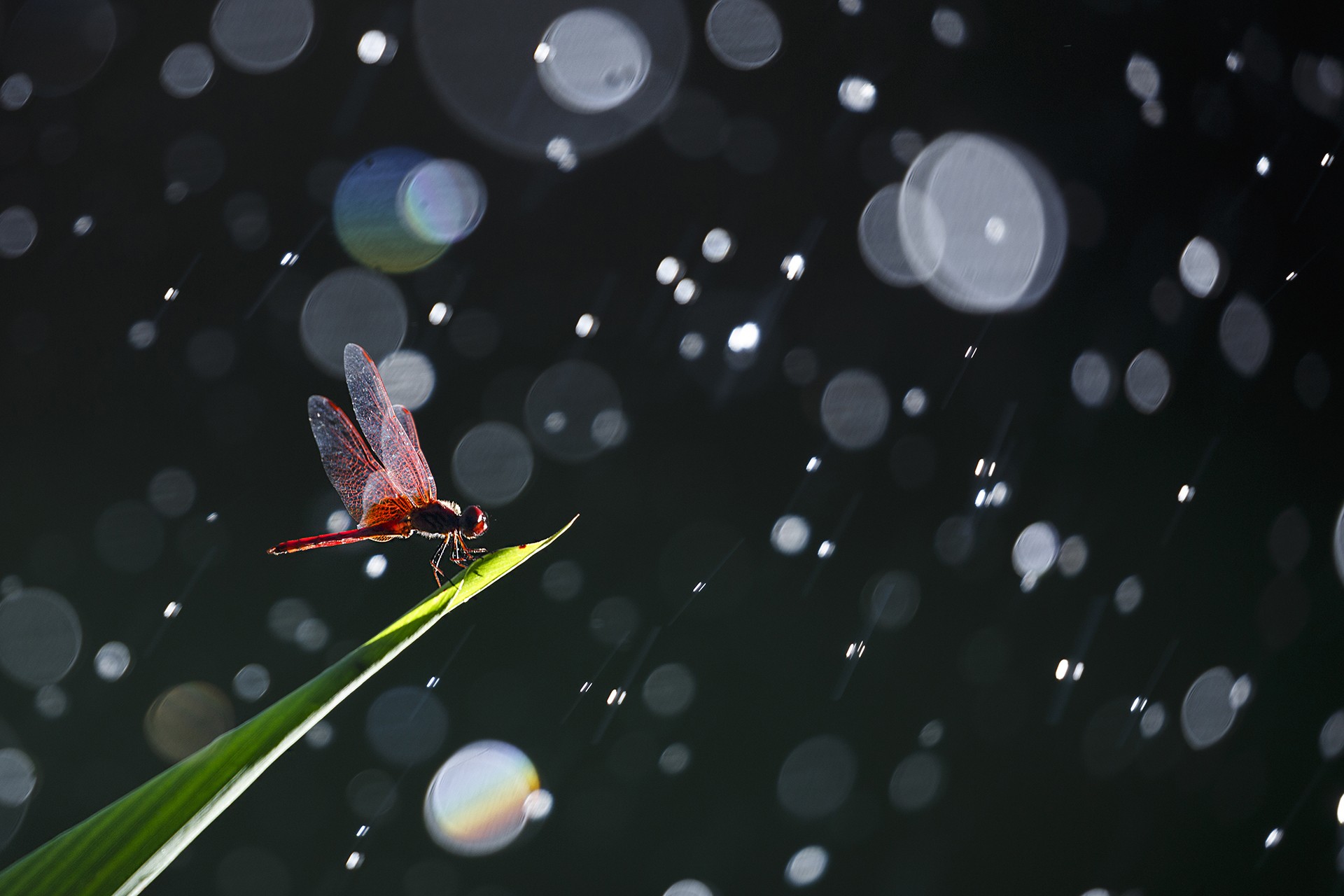 The Wild Nation – Rainforests | Nature inFocus