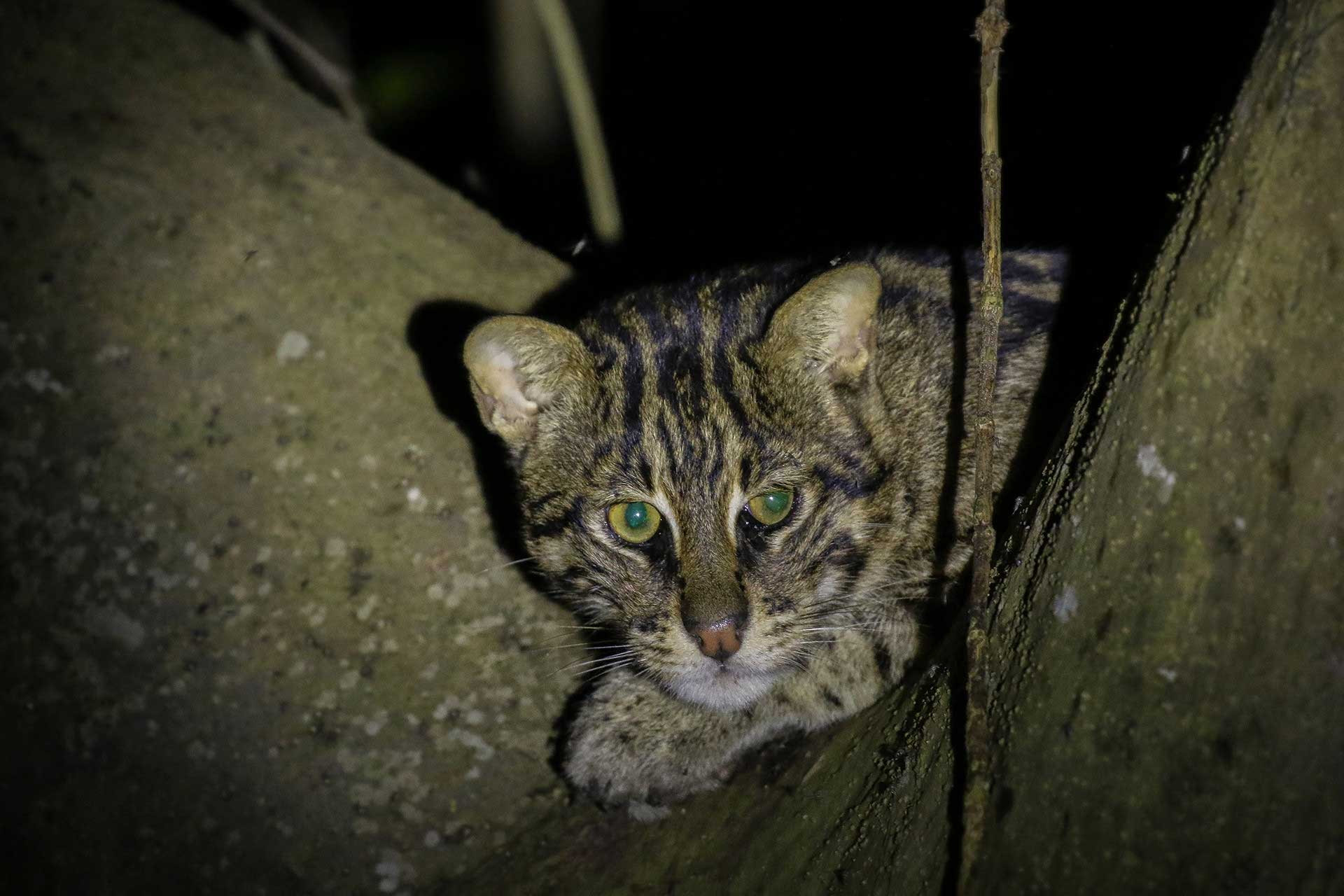 Meet The State Animals Of India | Nature inFocus