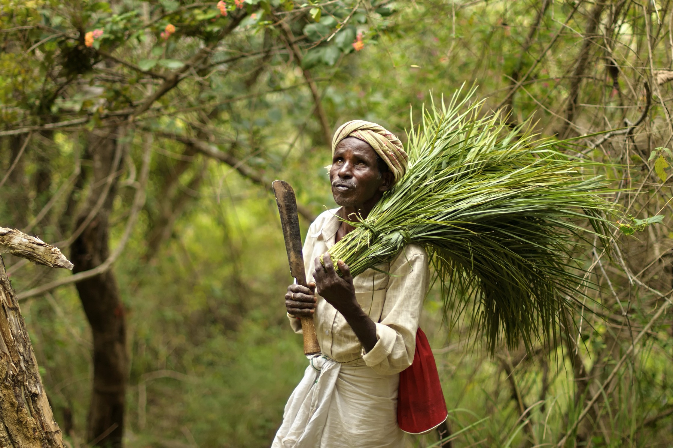 Singing the Forest Songs | Nature inFocus