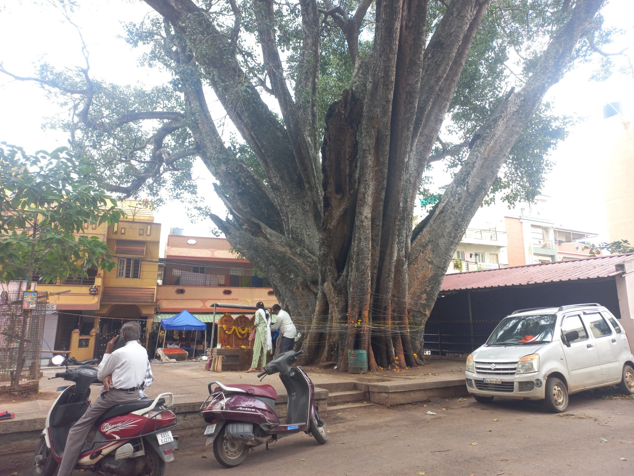 The Plague, a Goddess, and the Tree at the Heart of Bengaluru | Nature ...