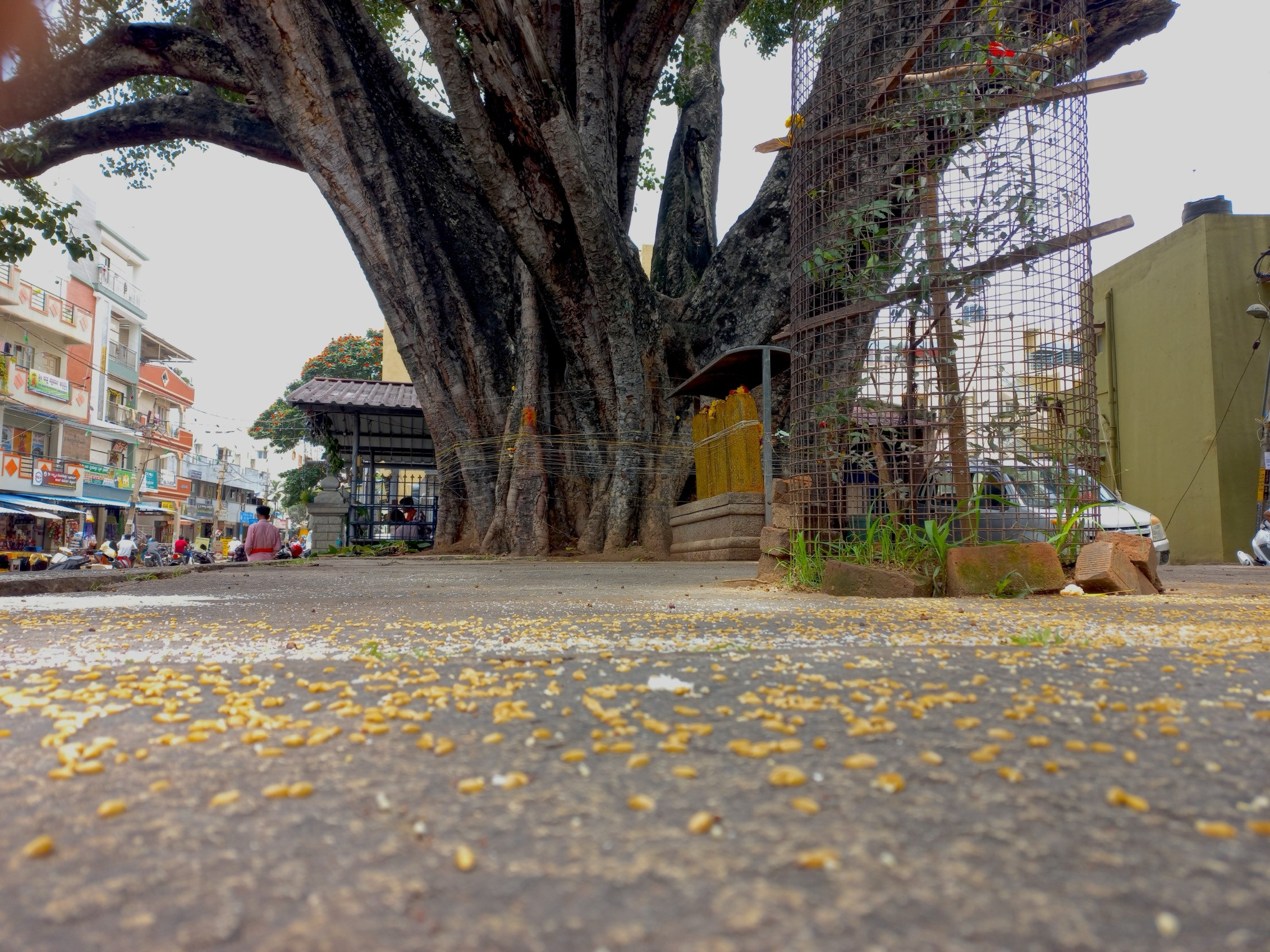 The Plague, a Goddess, and the Tree at the Heart of Bengaluru | Nature ...